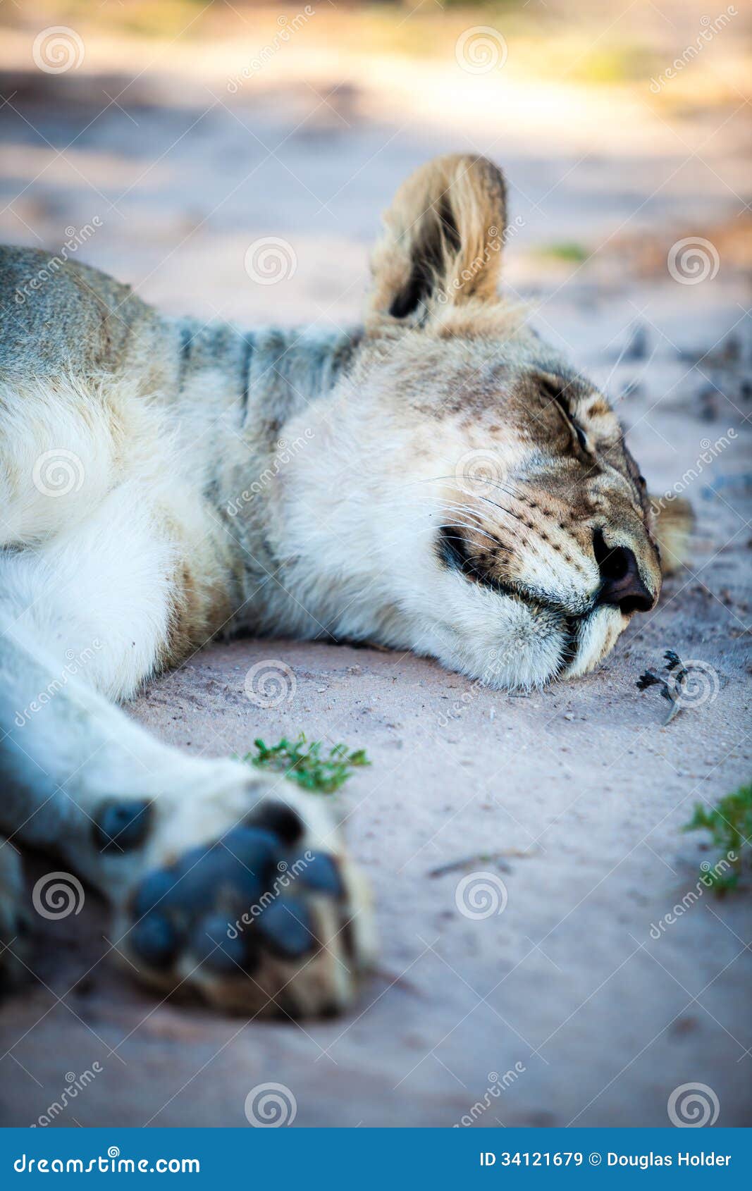 Sleeping lioness stock image. Image of park, lion, sand - 34121679