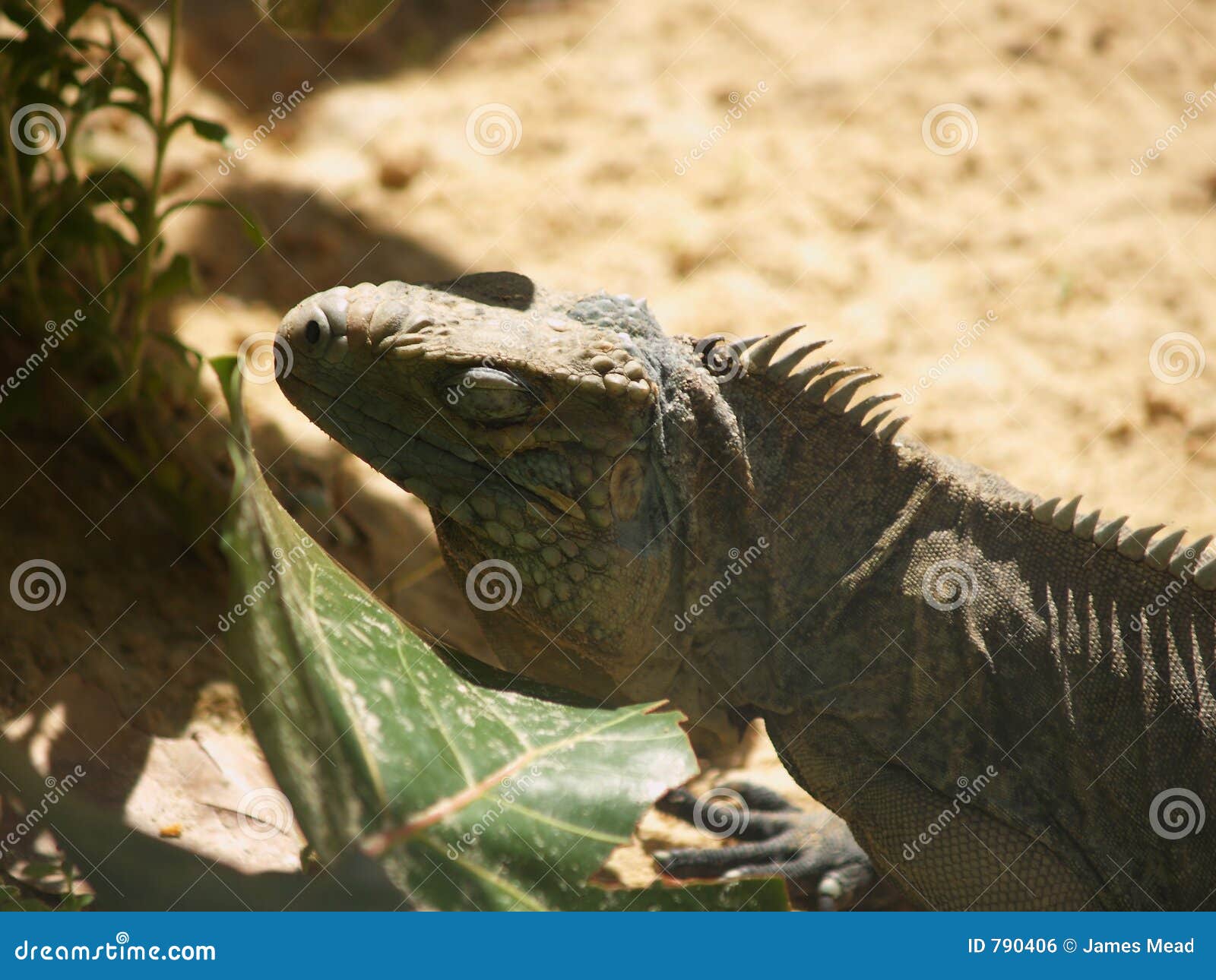 Sleeping Lizard stock photo. Image of bathing, path, heads - 790406
