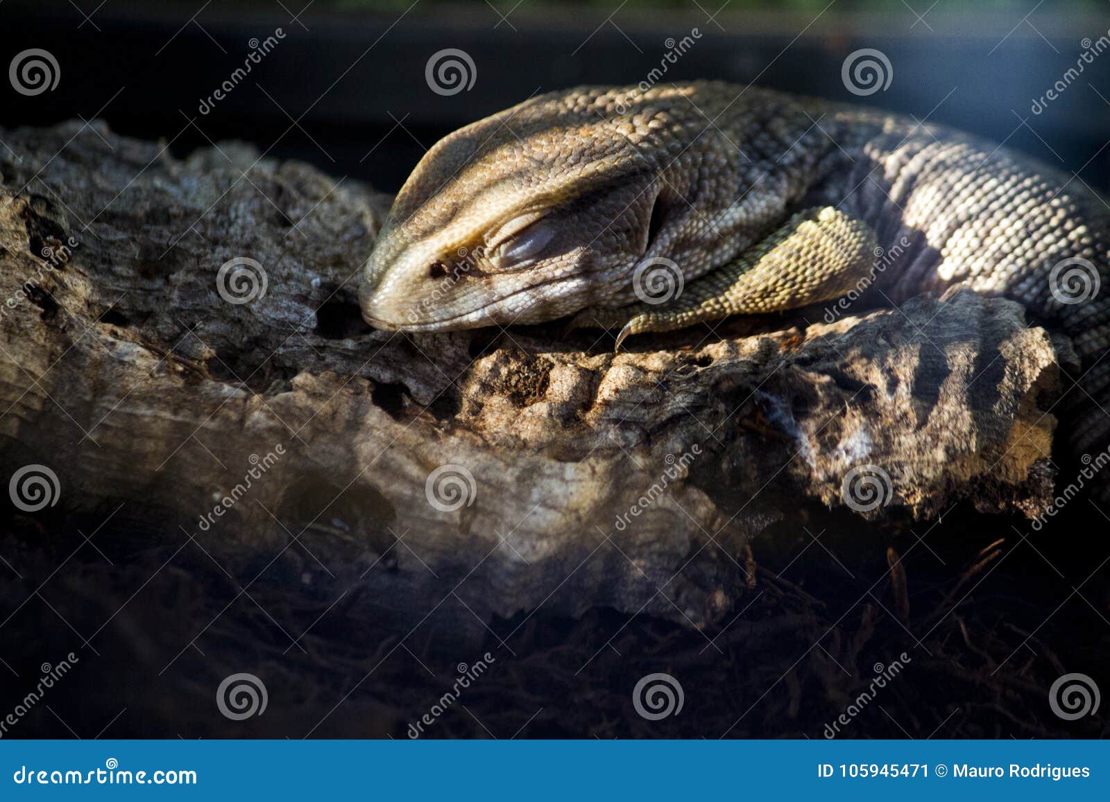 Sleeping lizard stock image. Image of wilderness, wild - 105945471