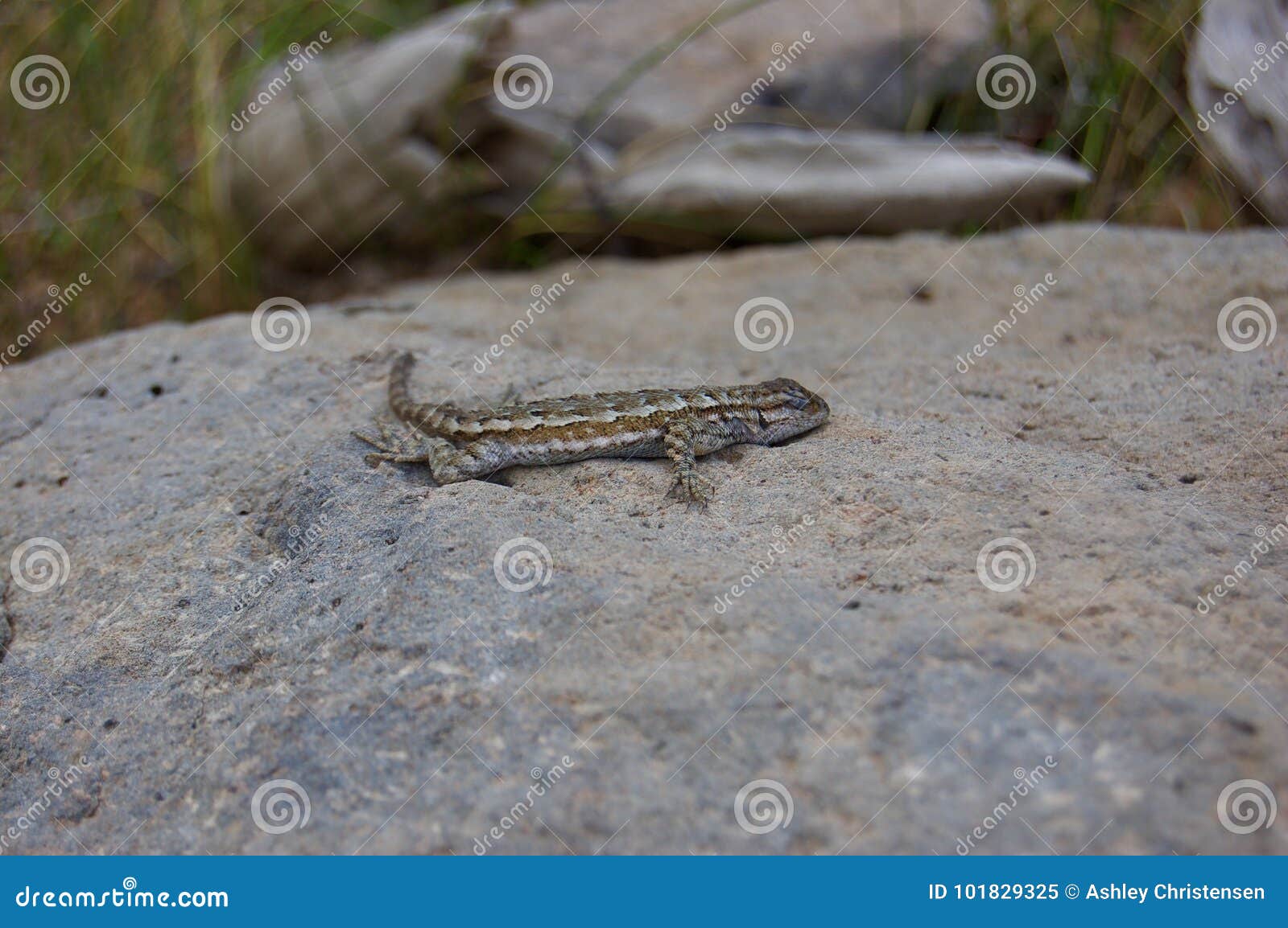 Lizard stock image. Image of rock, macro, sleeping, lizard - 101829325