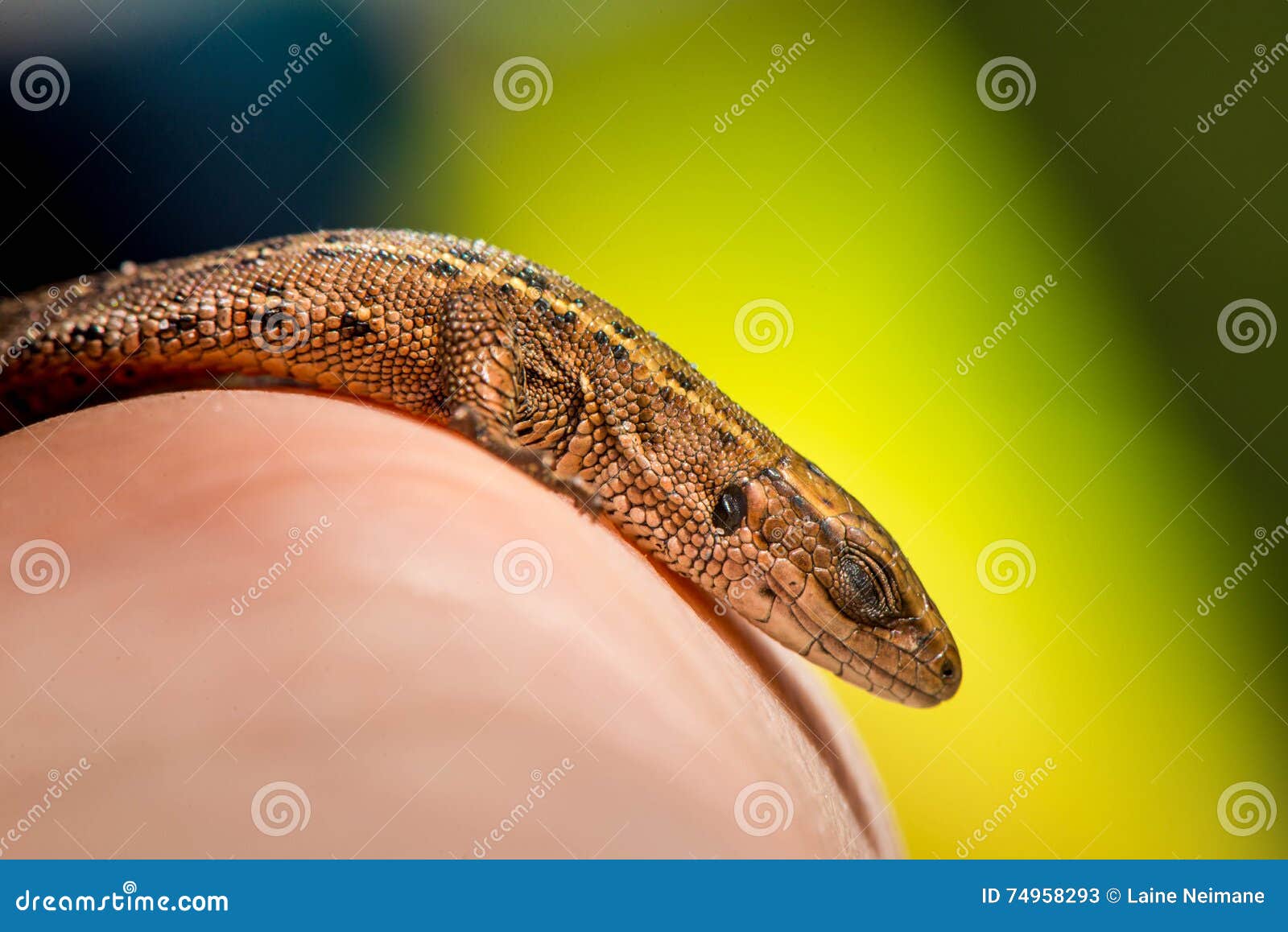 Sleeping lizard stock image. Image of dragon, forest - 74958293