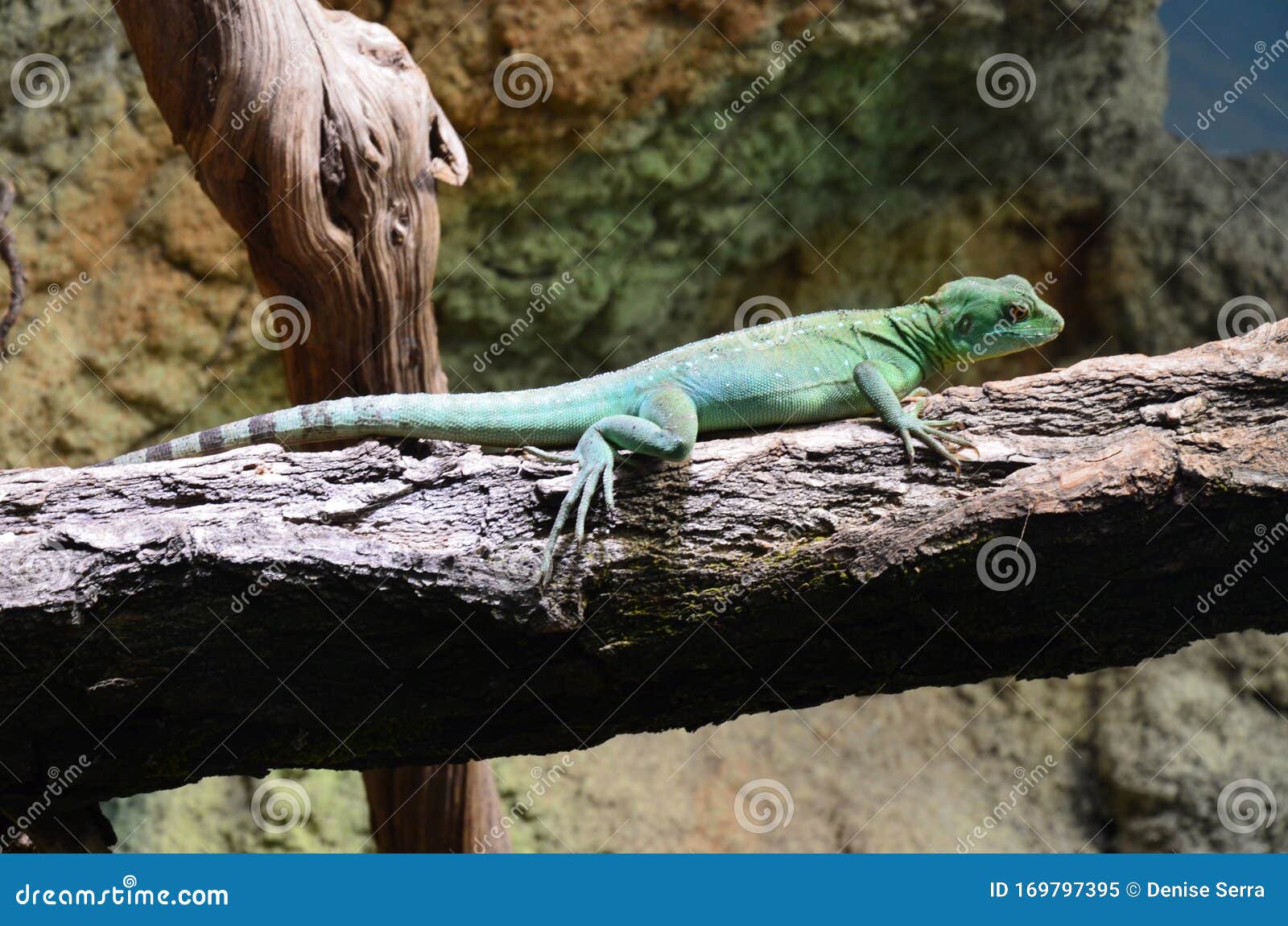 Sleeping Lizard on the Tree Stock Image - Image of reptile, leaf: 169797395