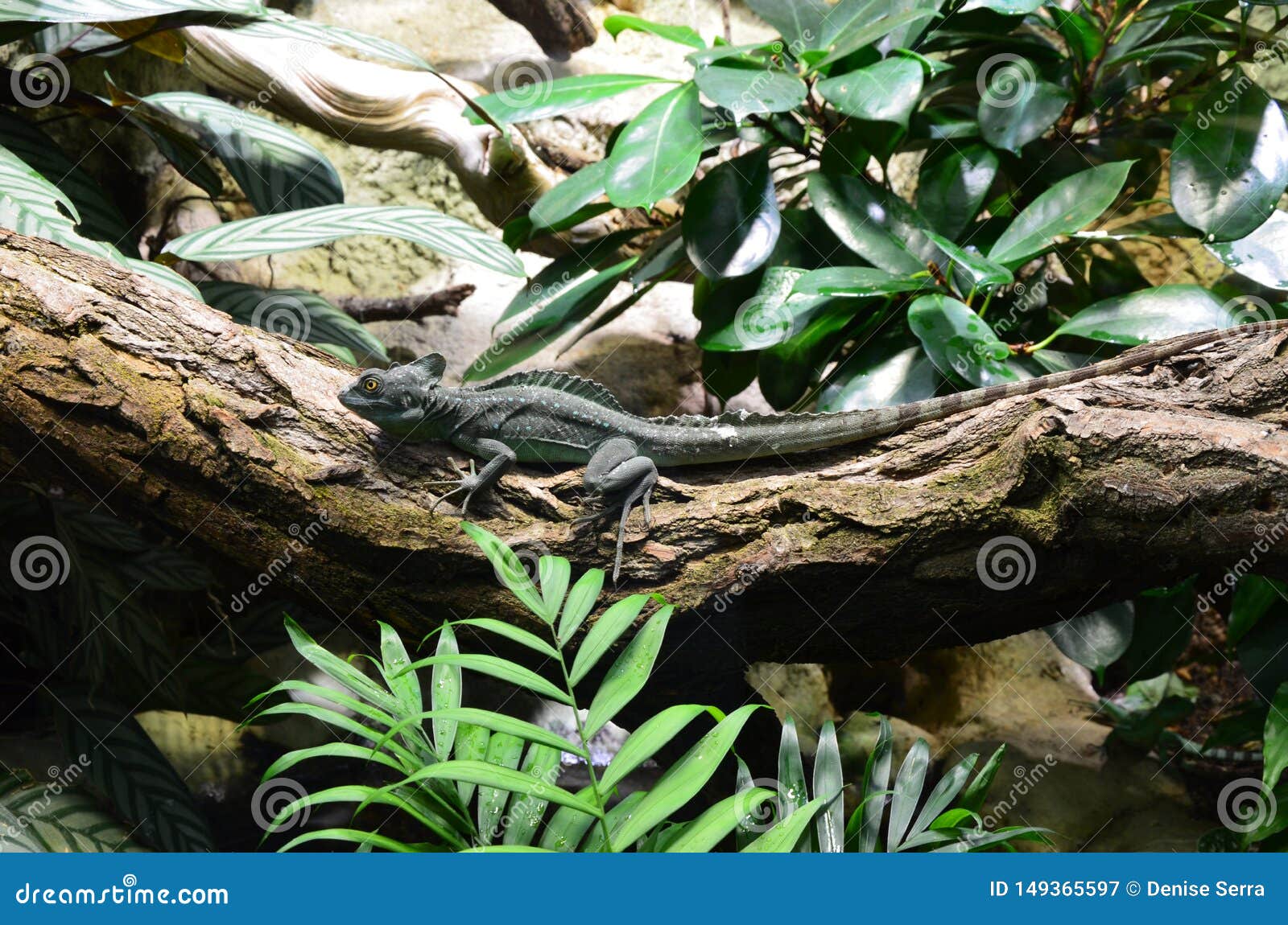 Sleeping Lizard on the Tree Stock Image - Image of animal, pigment ...