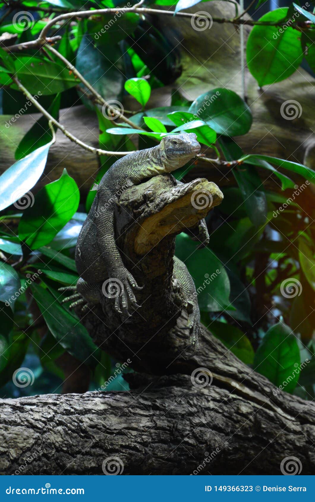 Sleeping Lizard on the Tree Stock Image - Image of horizontal, head ...