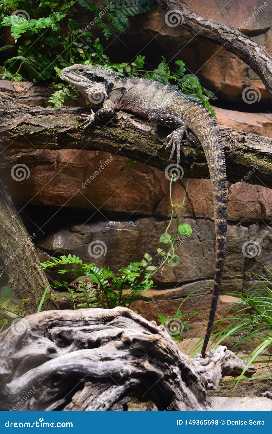 Sleeping Lizard Stock Images - Download 423 Royalty Free Photos