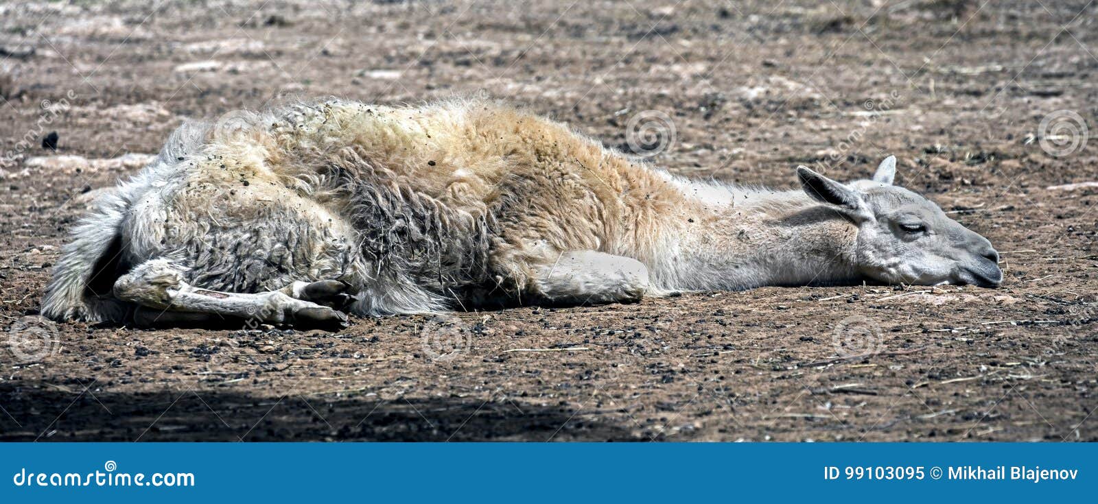 Sleeping llama 1 stock image. Image of herbivore, andes - 99103095