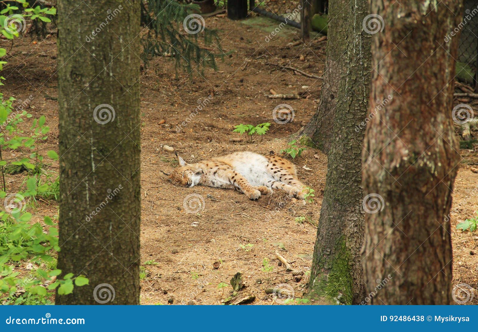 Sleeping lynx stock photo. Image of relax, rest, lynx - 92486438