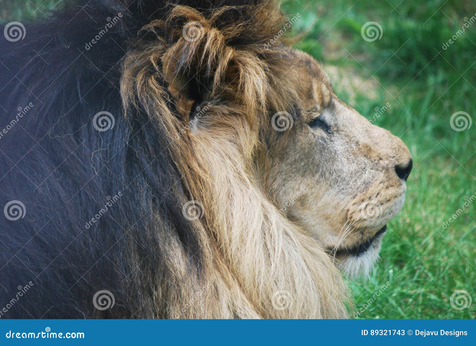 Sleeping Male Lion with a Thick Black Mane of Fur Stock Image - Image ...