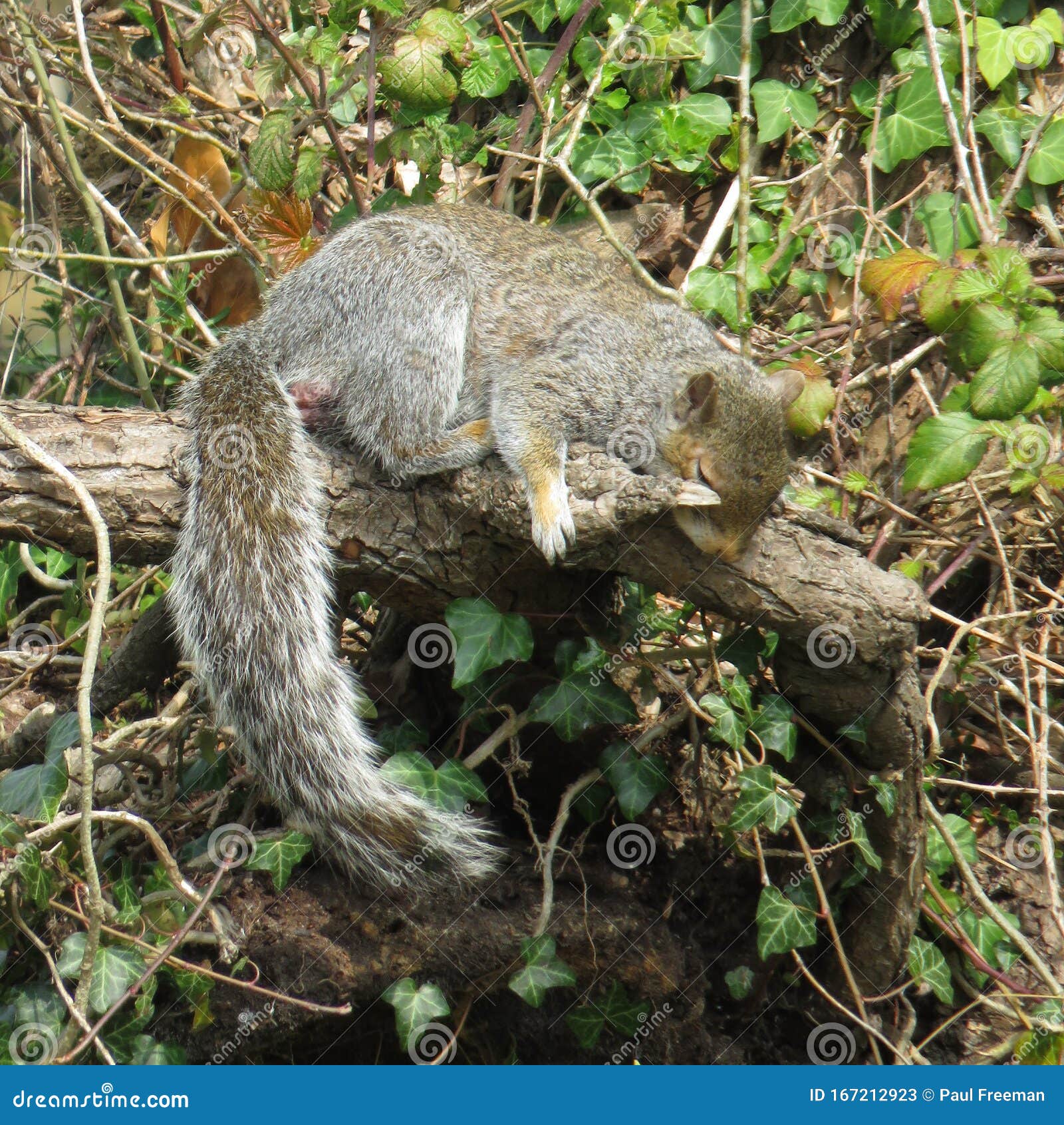 Sleeping Male Squirrel on a Branch Stock Image - Image of branch ...