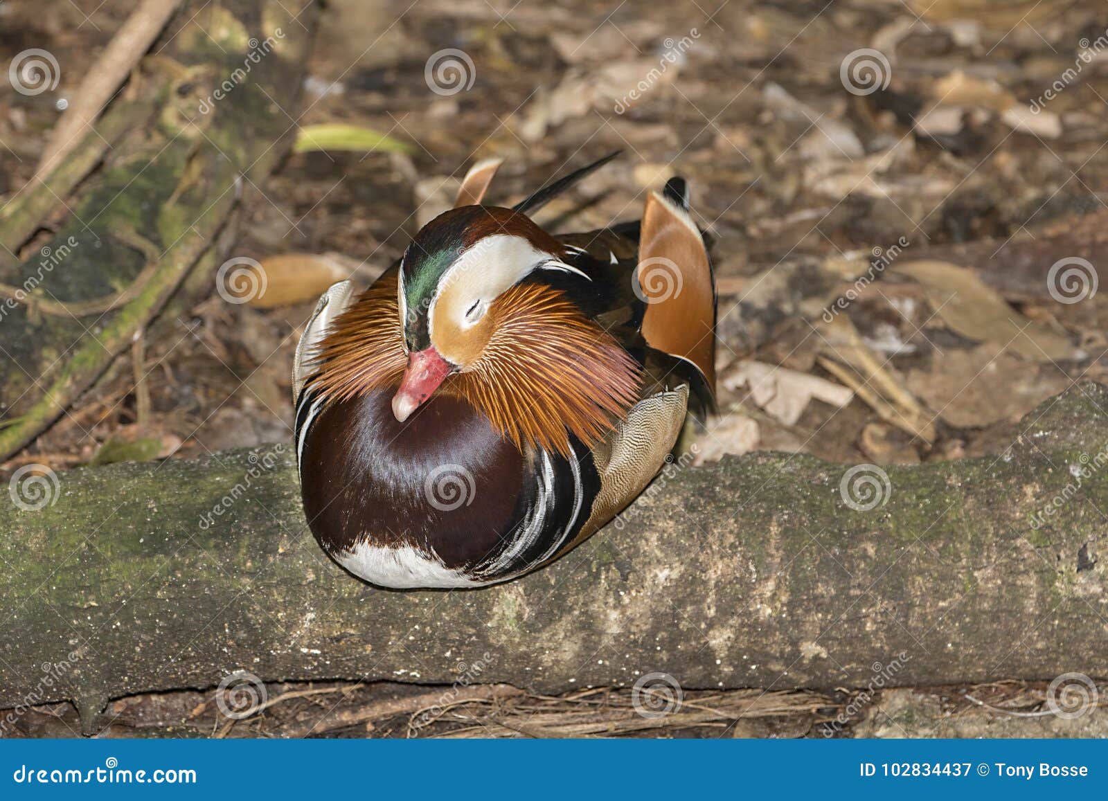 Sleeping Mandarin Duck stock image. Image of sleep, waterbird - 102834437