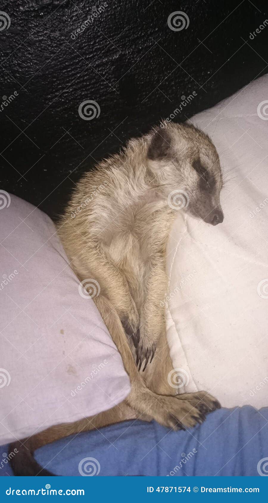 Sleeping meerkat stock photo. Image of meerkat, baby - 47871574