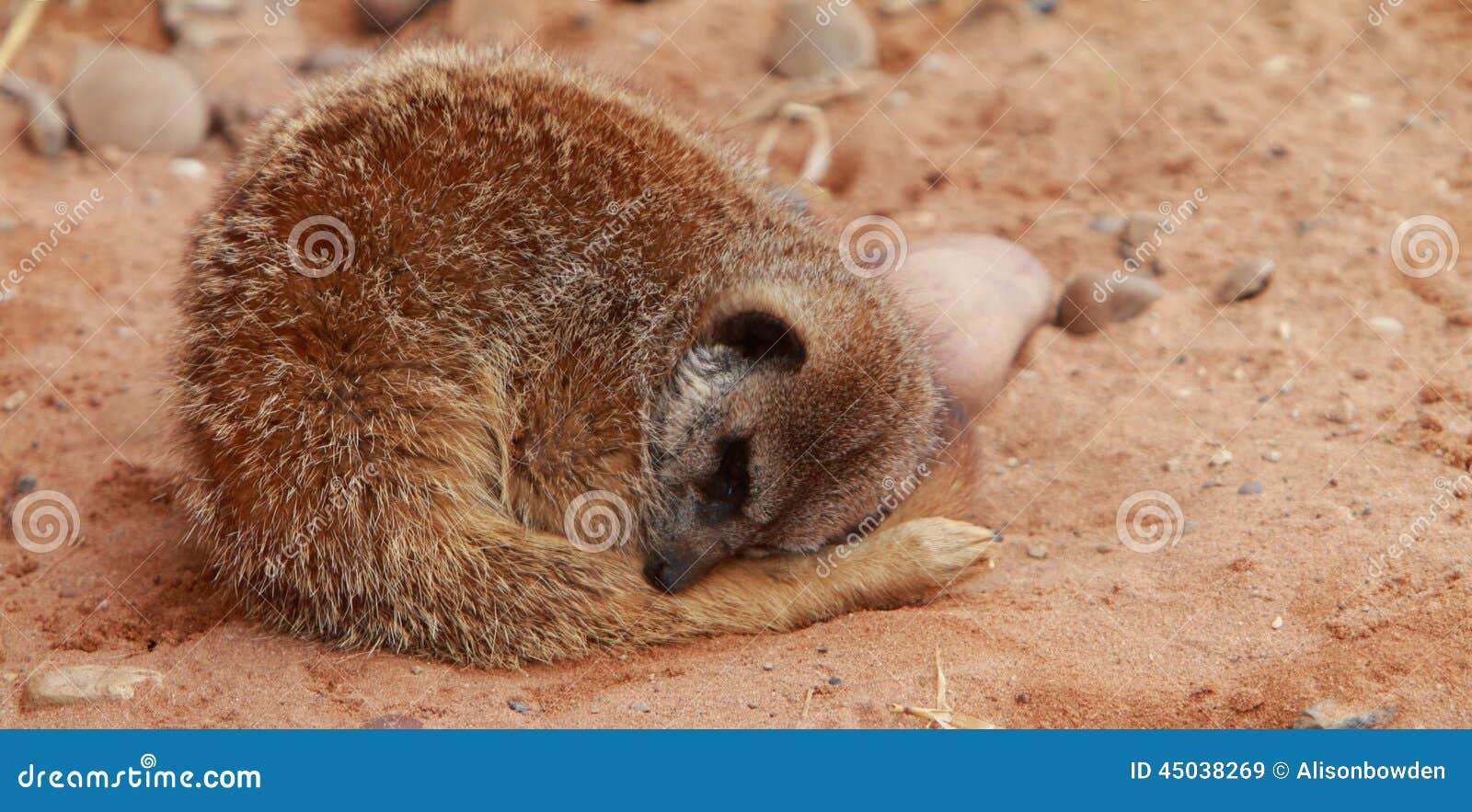 Sleeping Meerkat, Suricata Suricatta Stock Image - Image of suricata ...