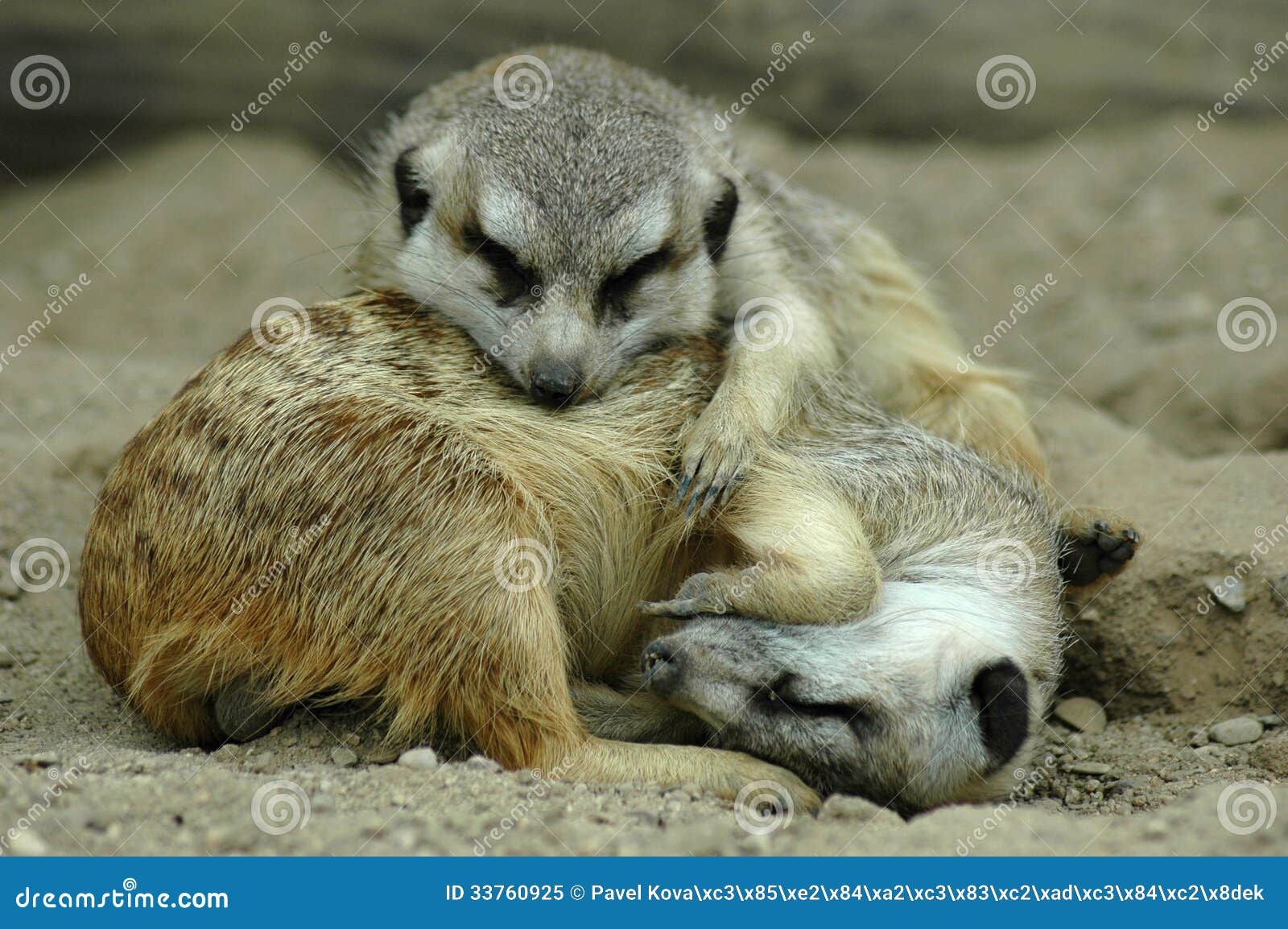 Sleeping meerkats stock image. Image of friendship, family - 33760925