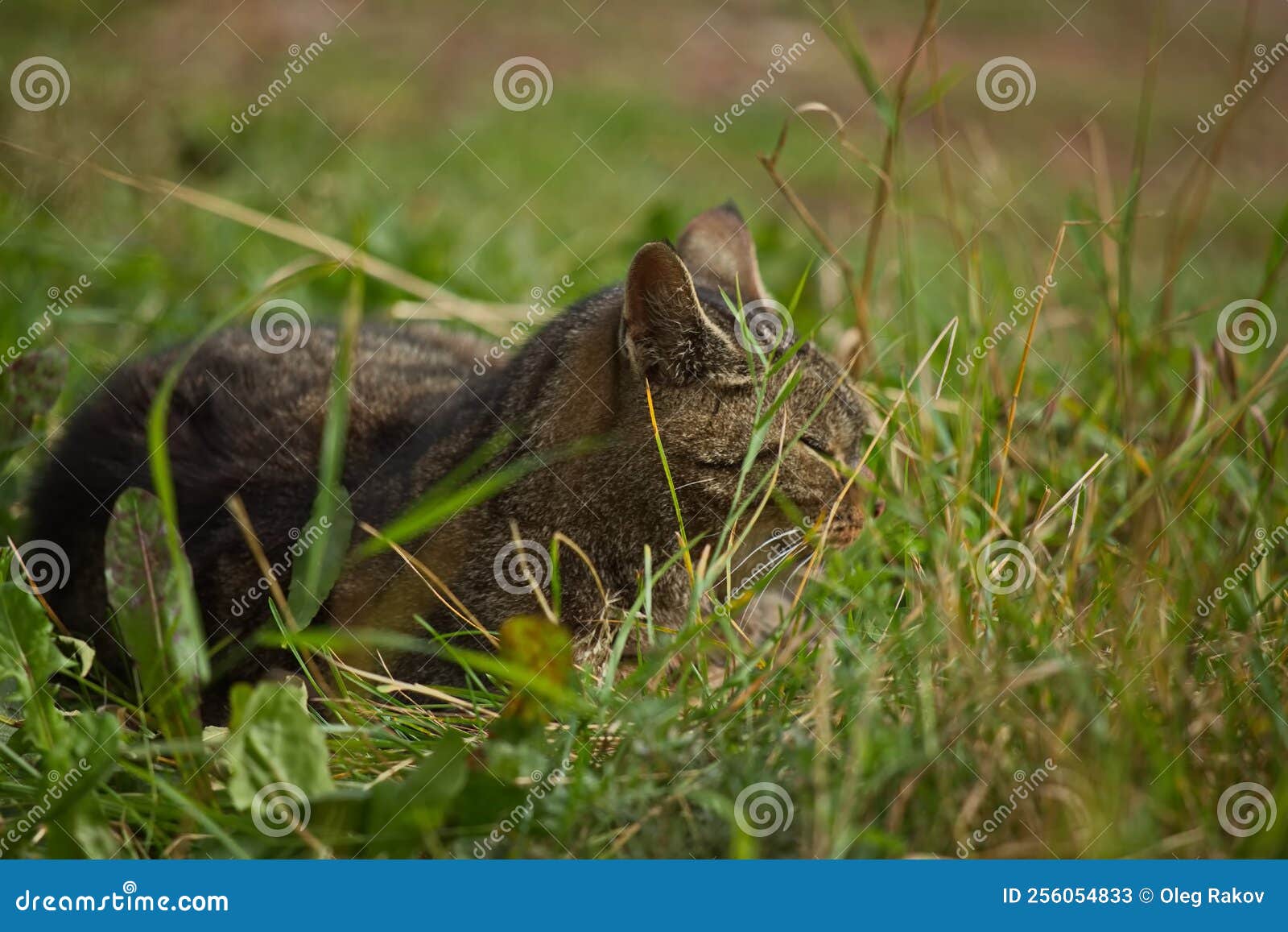Sleeping Monastery Cat in the Grass. Stock Image - Image of brown ...