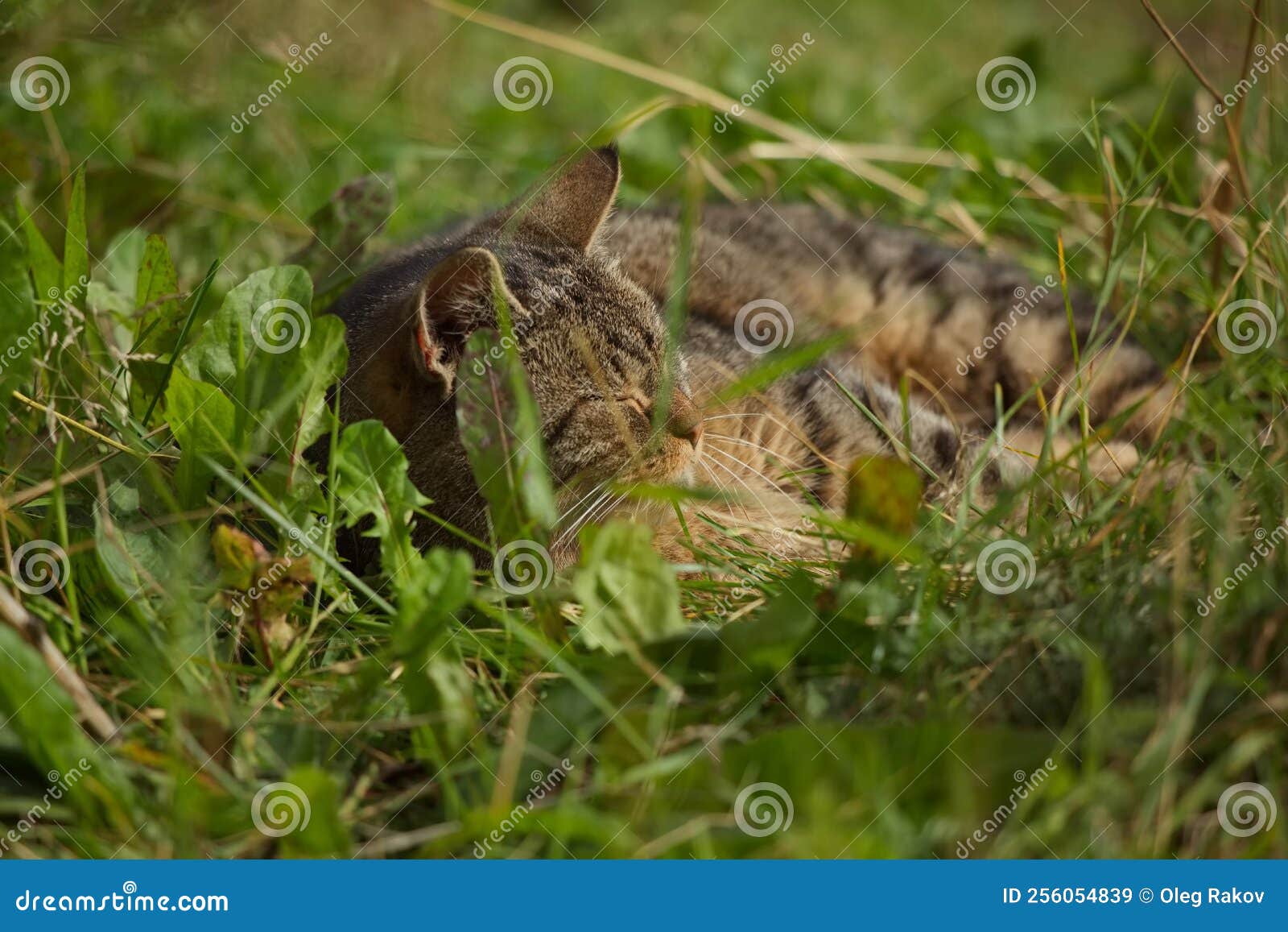 Sleeping Monastery Cat in the Grass. Stock Image - Image of grass ...