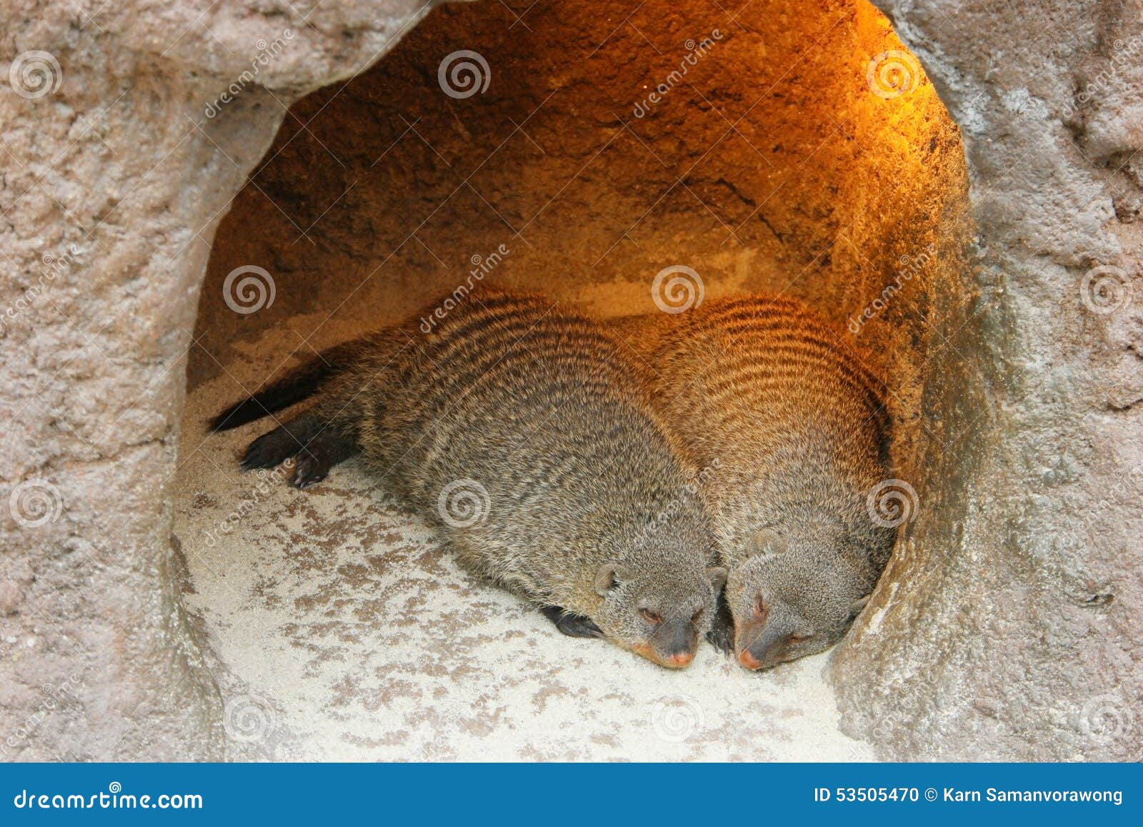 Sleeping mongoose stock photo. Image of animal, wildlife - 53505470