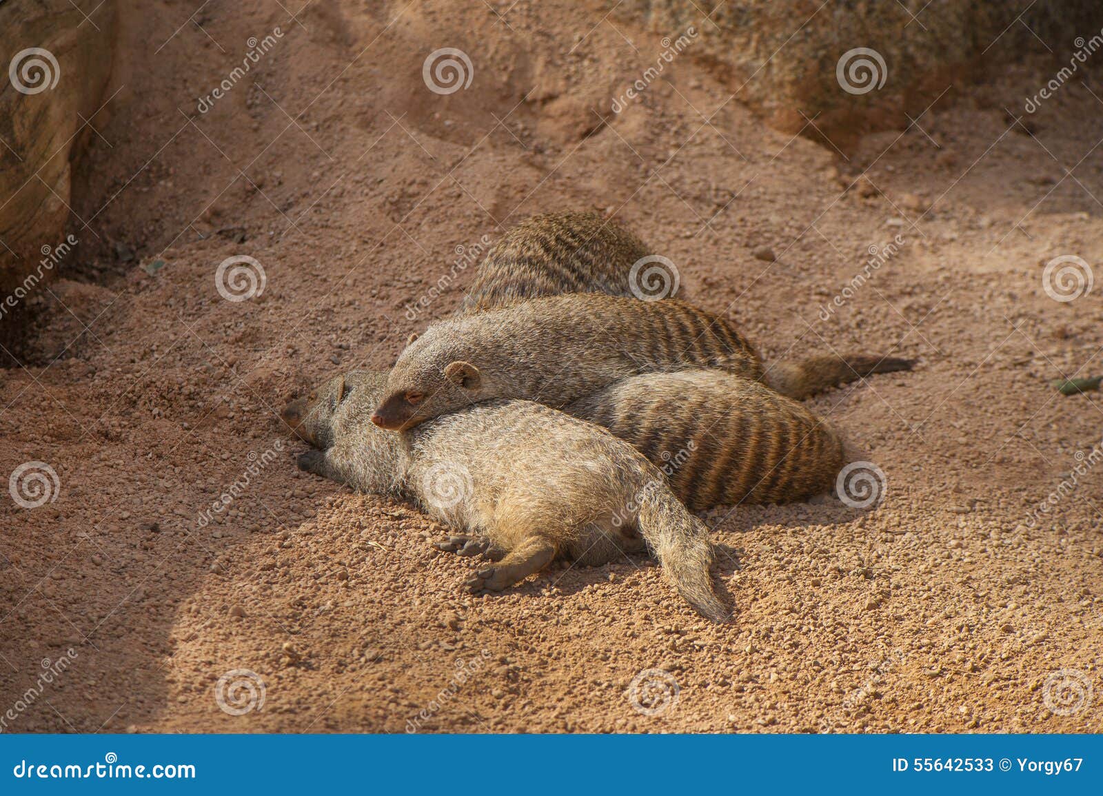 Sleeping Mongooses stock image. Image of group, mongoose - 55642533