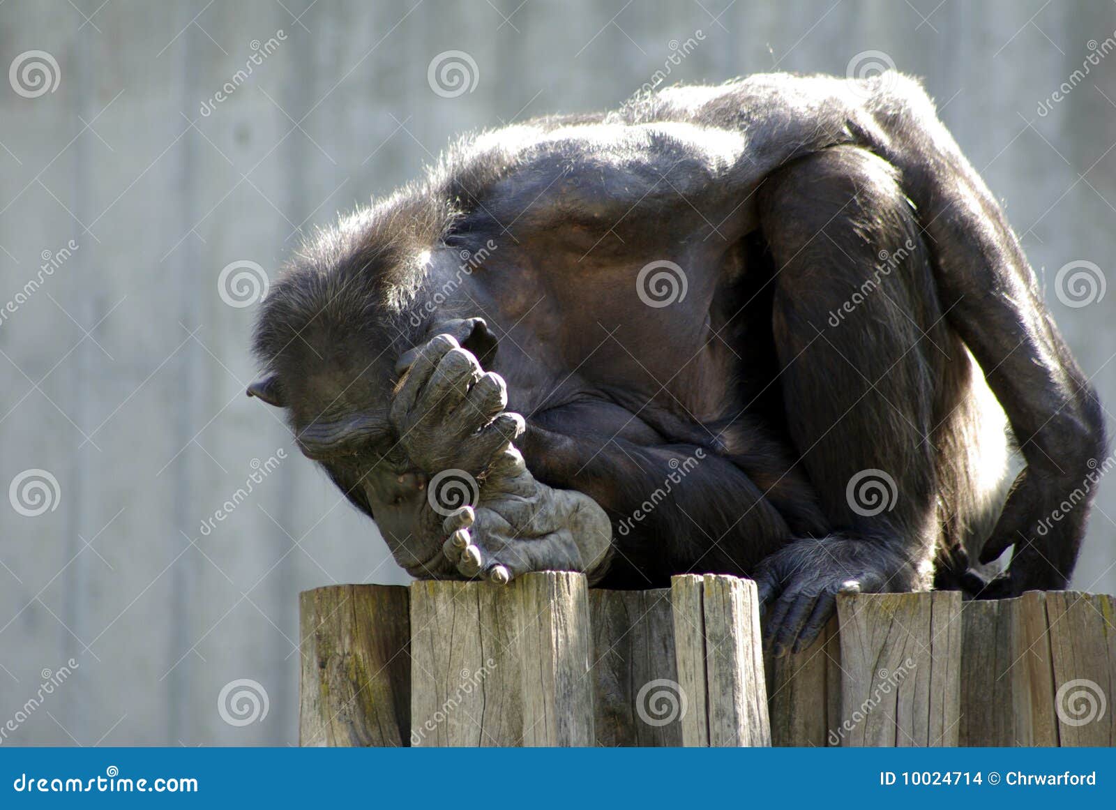Sleeping monkey stock photo. Image of wildlife, animal - 10024714