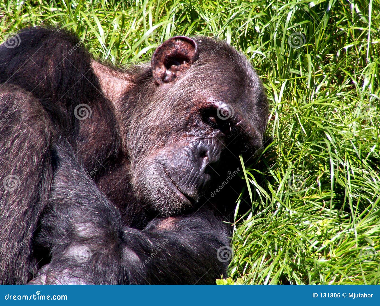 Sleeping monkey stock photo. Image of eyes, peaceful, portrait - 131806