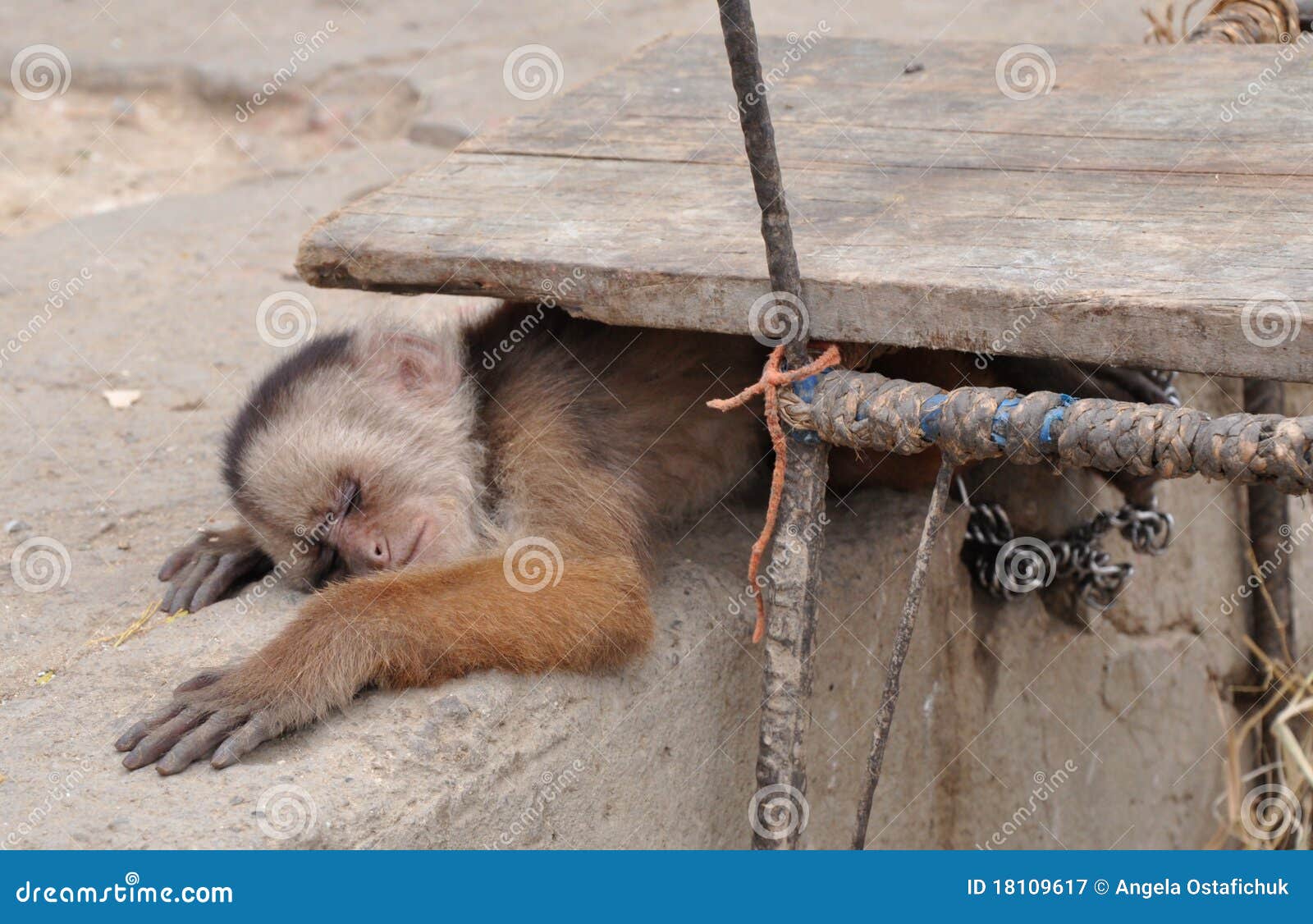 Sleeping Monkey stock image. Image of sleep, chain, mammal - 18109617