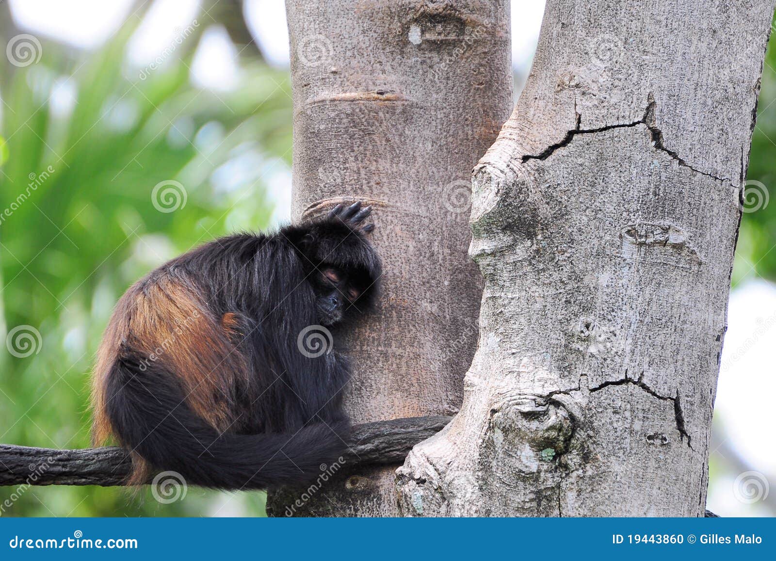 Sleeping Monkey stock photo. Image of primate, animal - 19443860