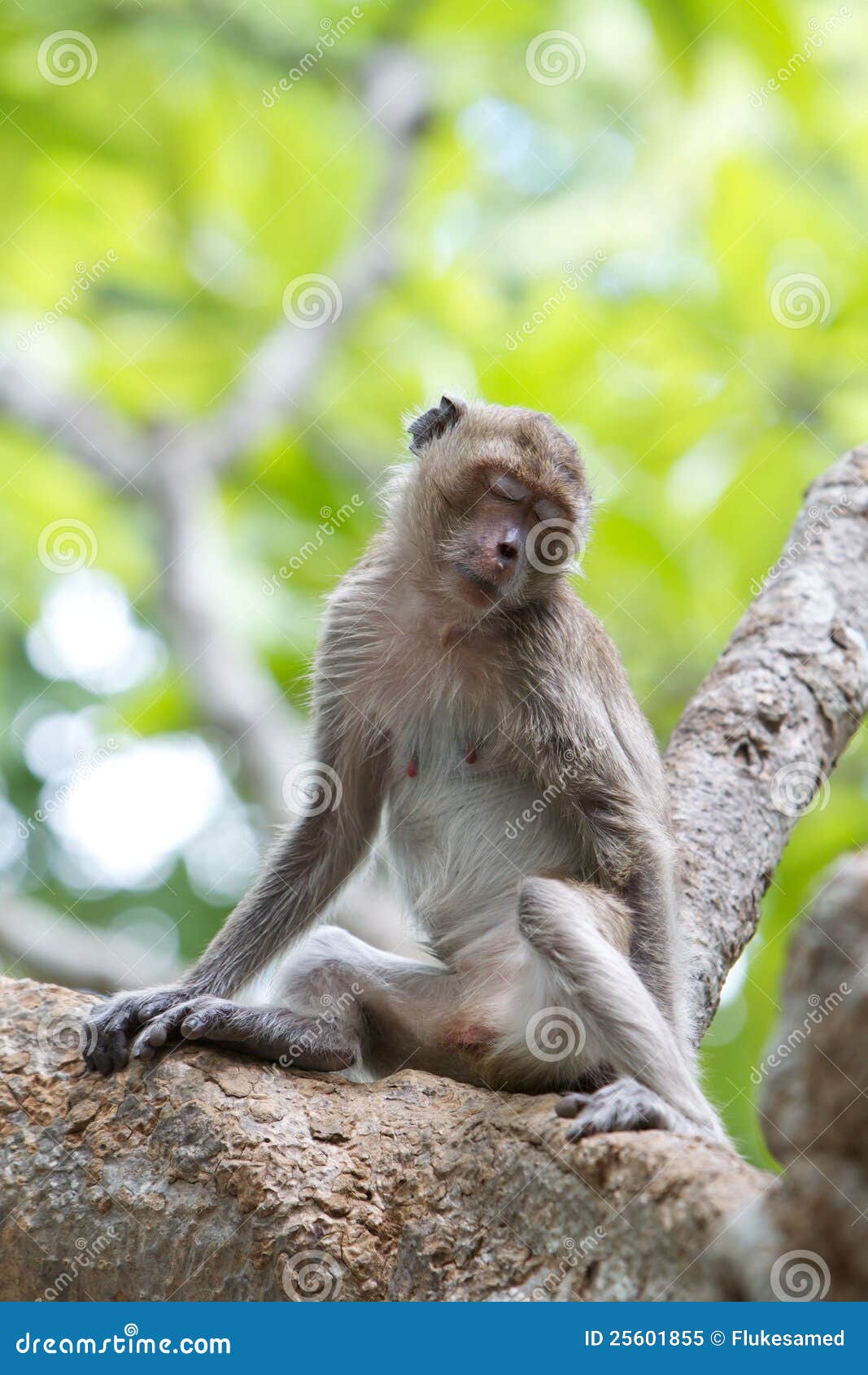 Sleeping Monkey Stone Leaves Tropical Forest Green Background Royalty ...