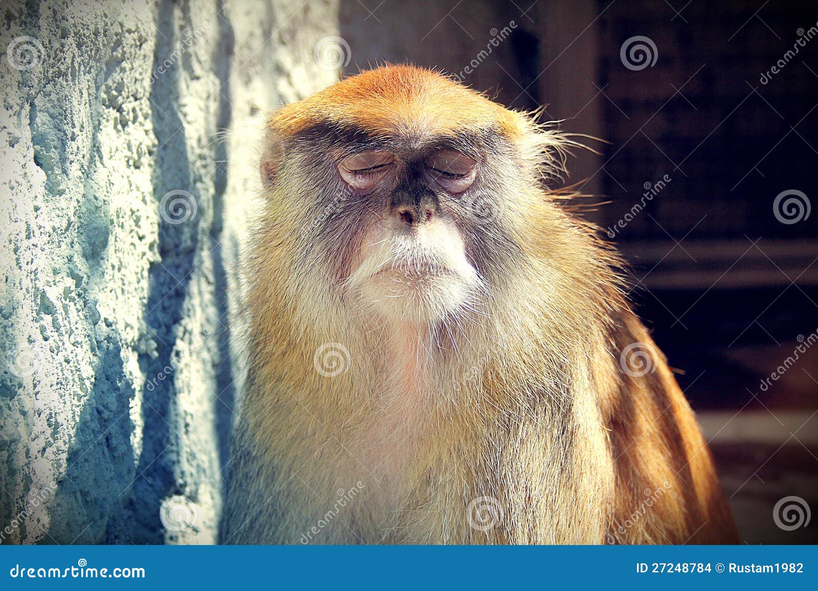Sleeping monkey. stock photo. Image of warmed, monkey - 27248784