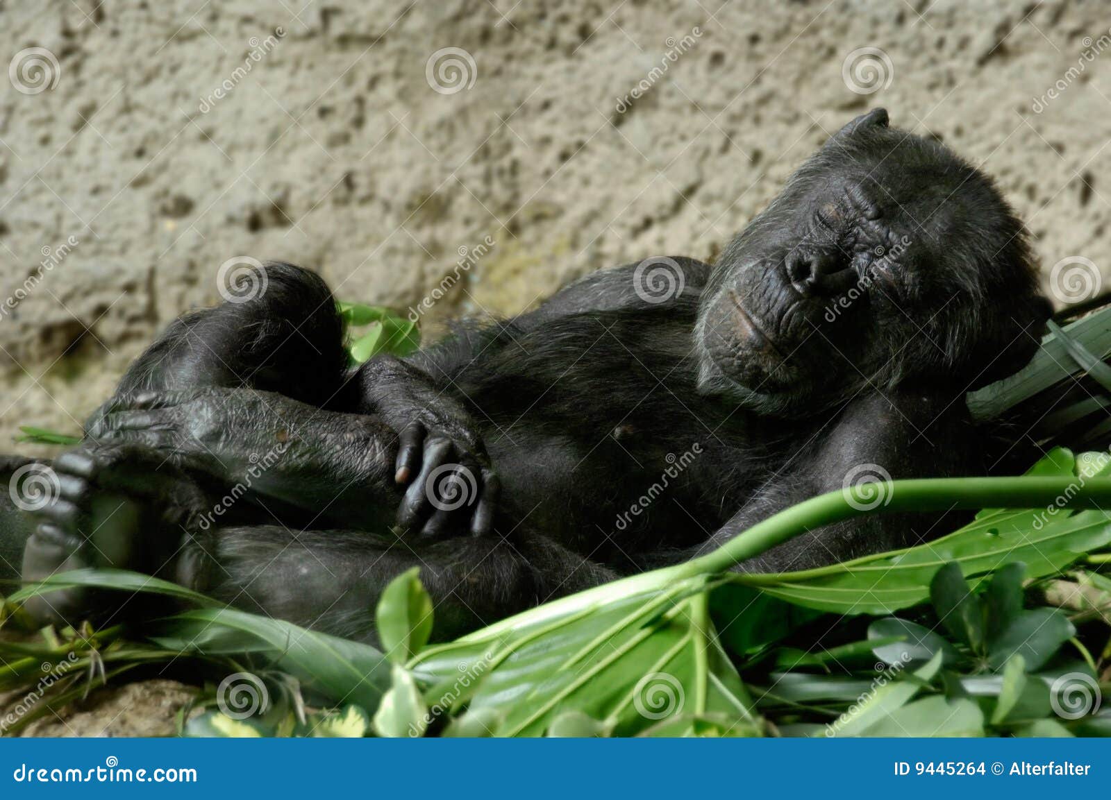 Sleeping monkey stock photo. Image of foliage, nest, dreaming - 9445264