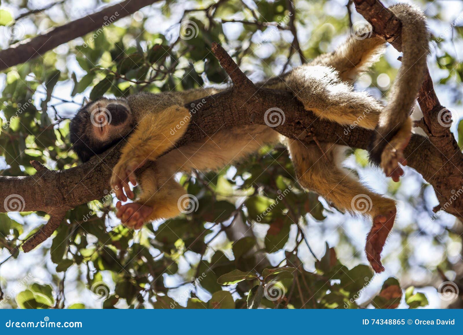The Sleeping Monkey stock image. Image of beauty, little - 74348865
