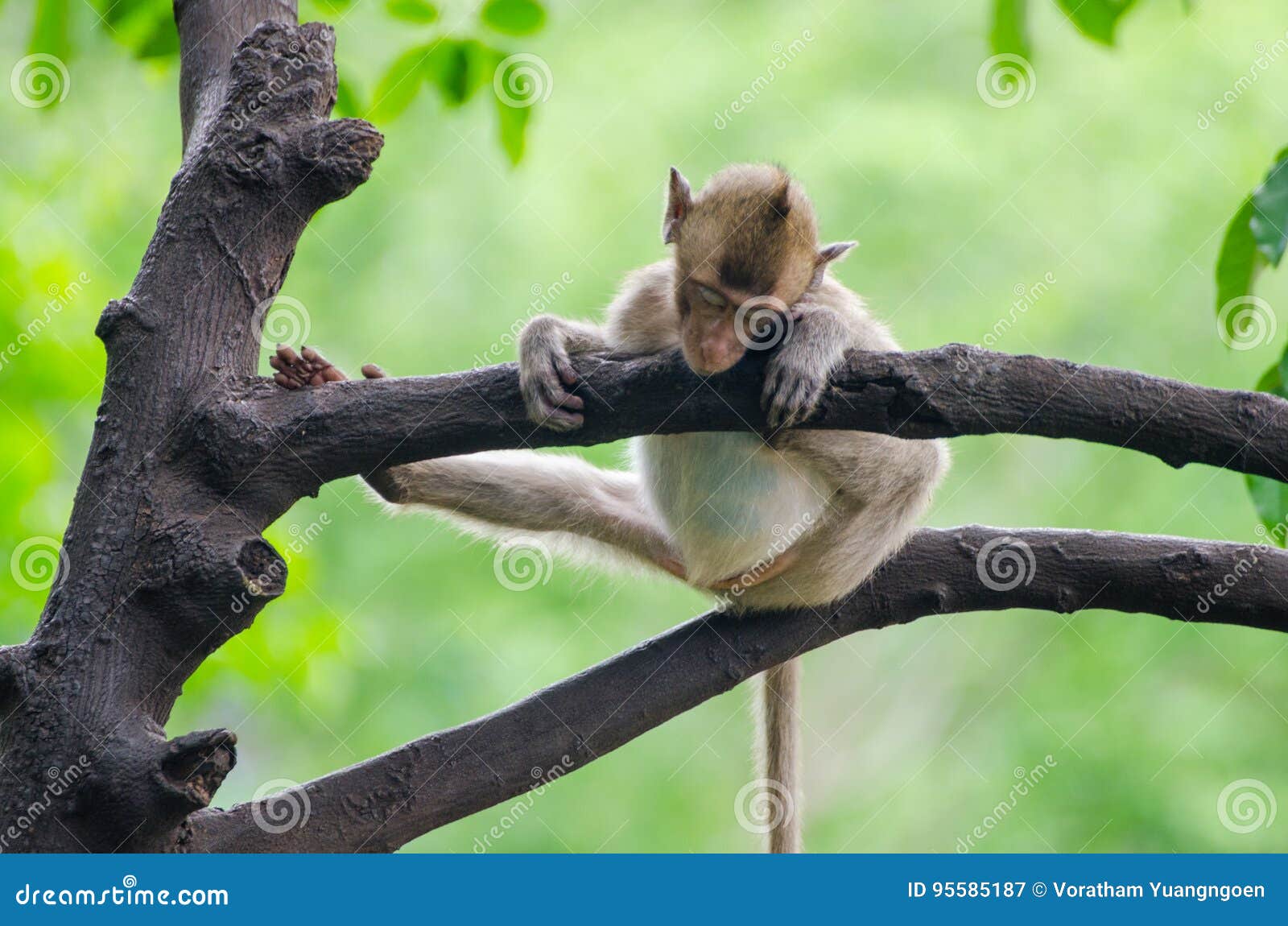 Sleeping Monkey Funny