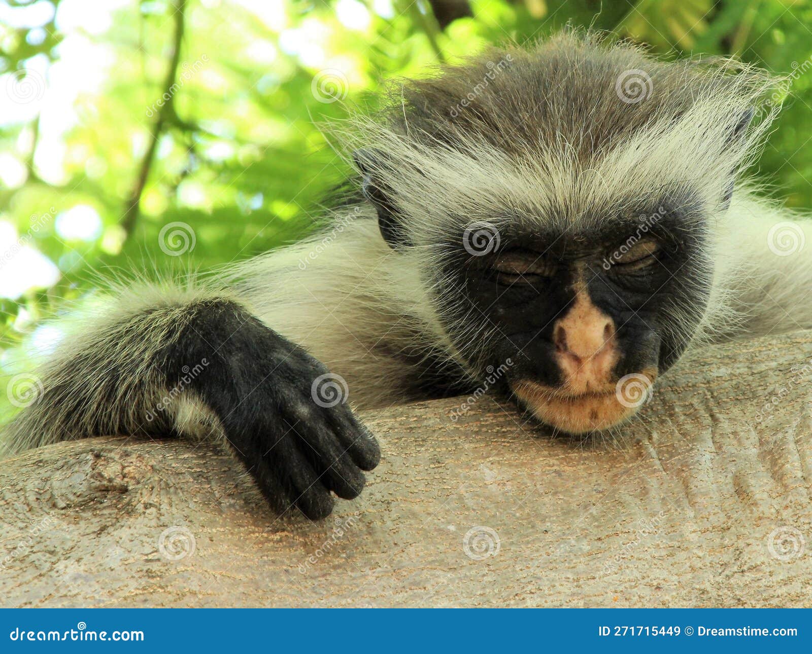 Satisfied sleeping monkey stock image. Image of zanzibar - 271715449