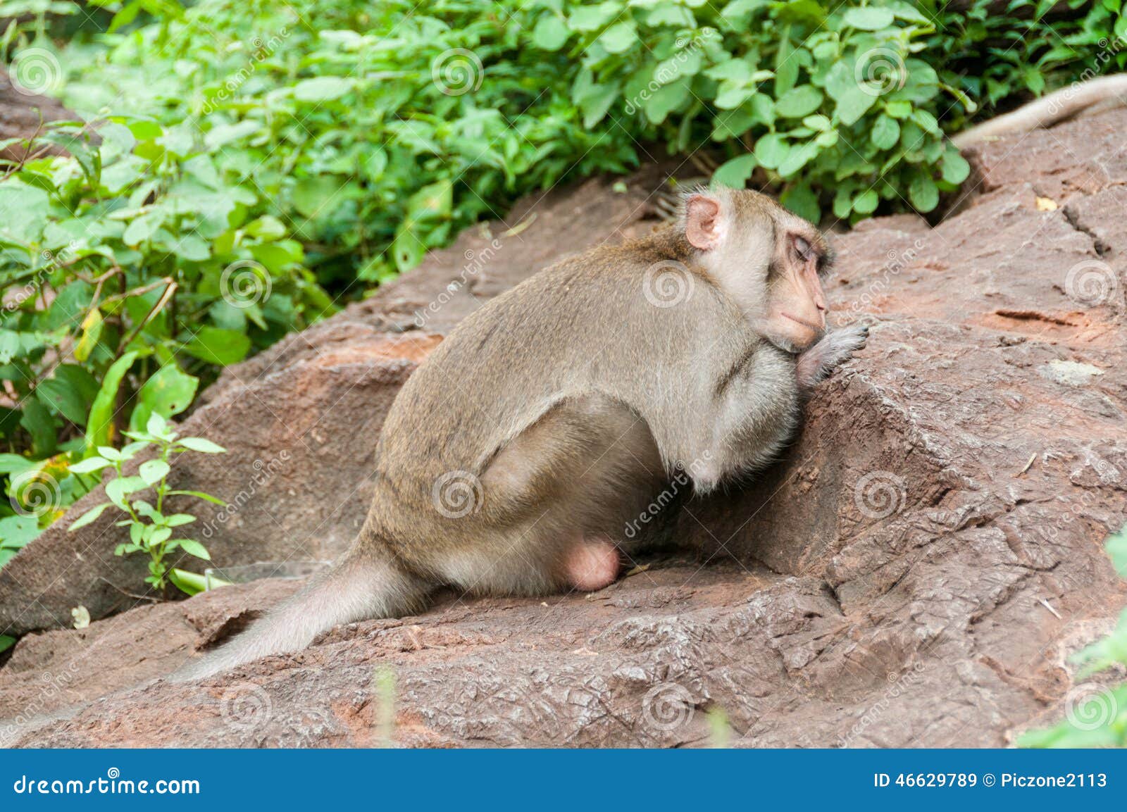 Sleeping monkey stock image. Image of background, naughty - 46629789