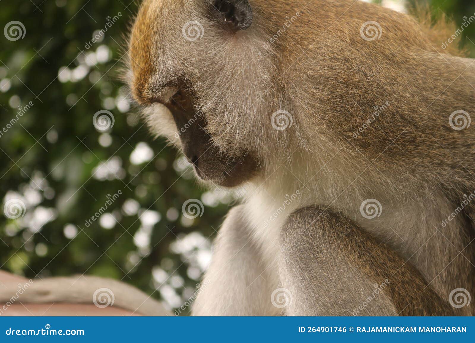 MONKEY at SINGAPORE PARK stock photo. Image of chimpanzee - 264901746