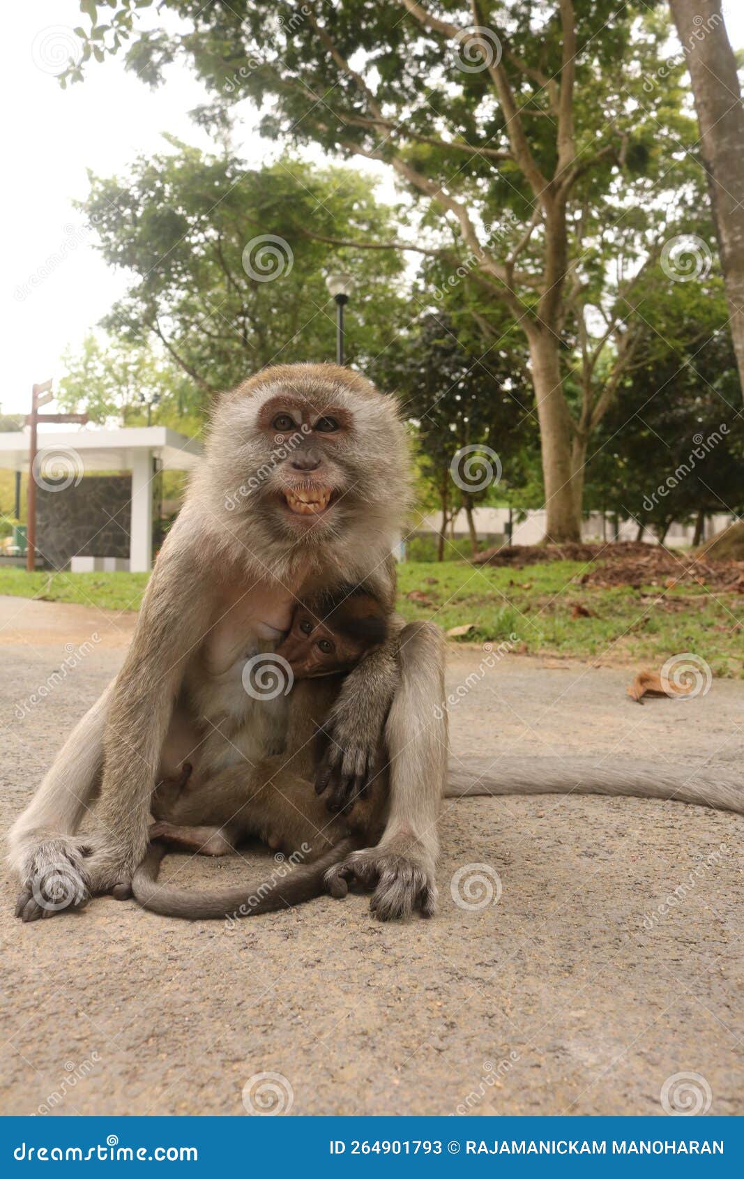 MONKEY at SINGAPORE PARK stock image. Image of mammal - 264901793
