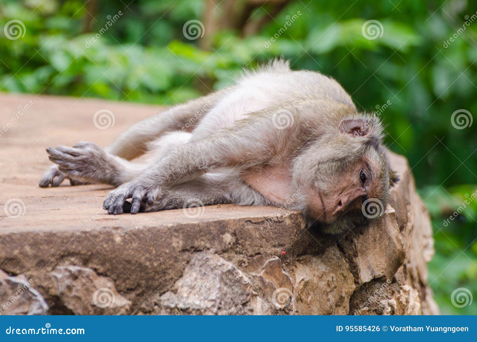 Sleeping monkey stock photo. Image of friendship, family - 95585426