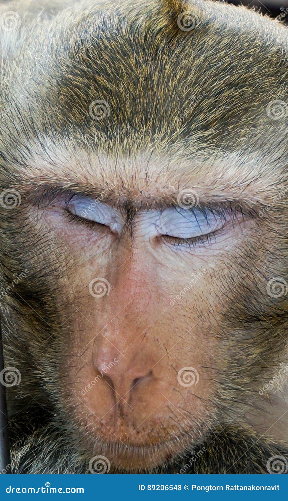Sleeping Monkey stock photo. Image of ubud, rest, rock - 89206548