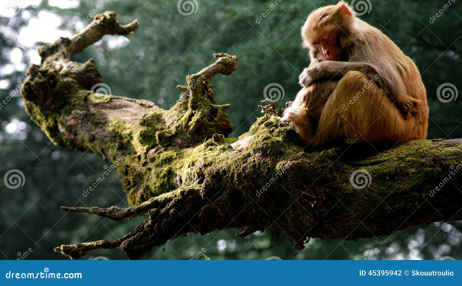 Sleeping monkey stock photo. Image of alone, dreaming - 45395942