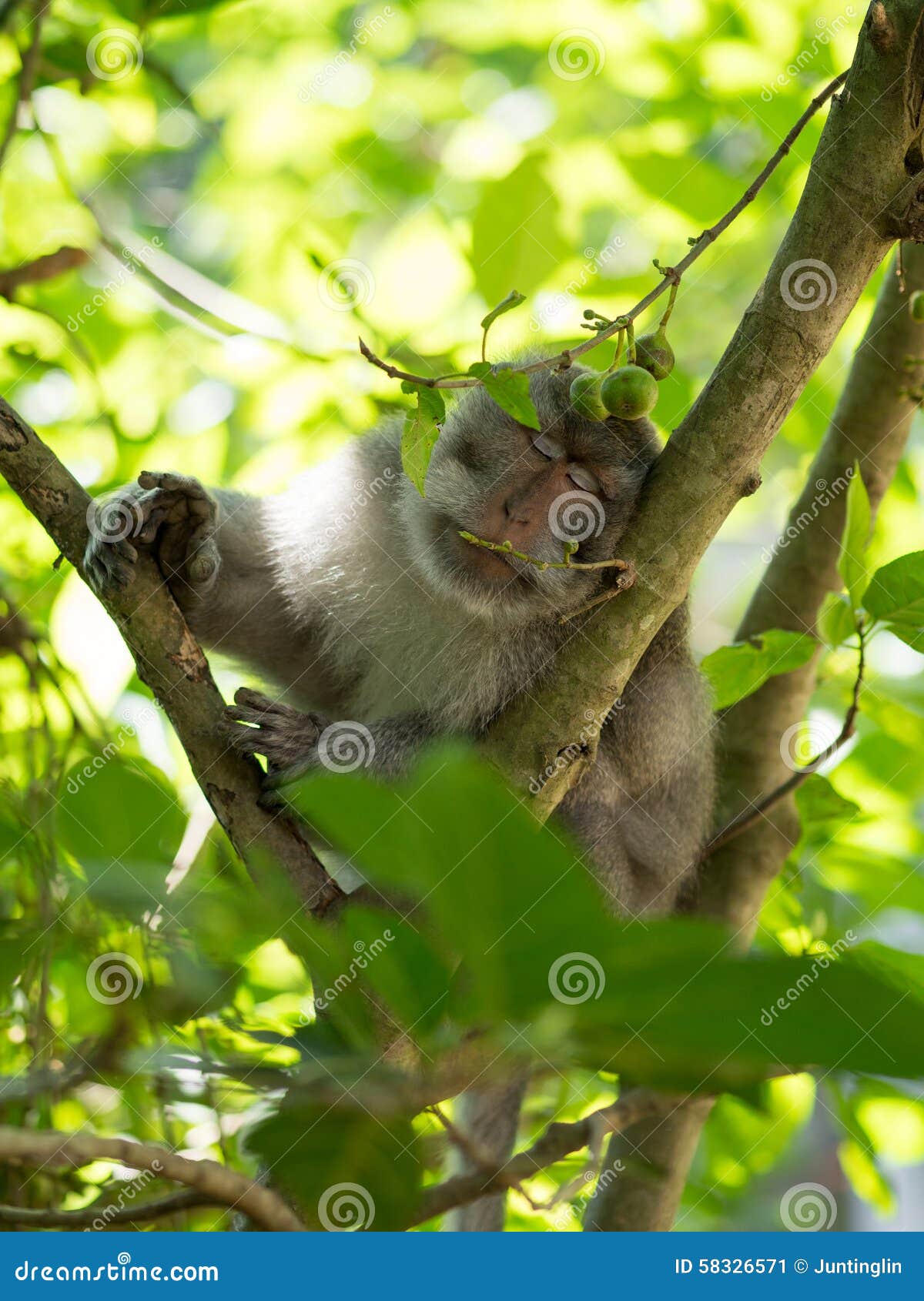 Sleeping monkey on a tree stock image. Image of face - 58326571