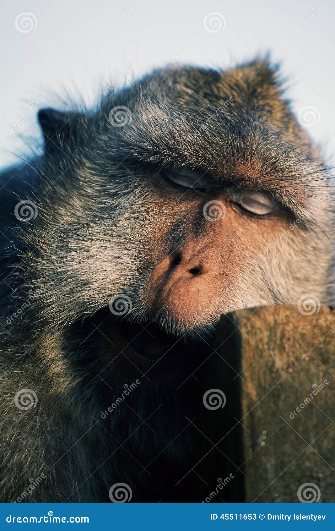 Sleeping monkey stock image. Image of lying, mammal, animal - 45511653