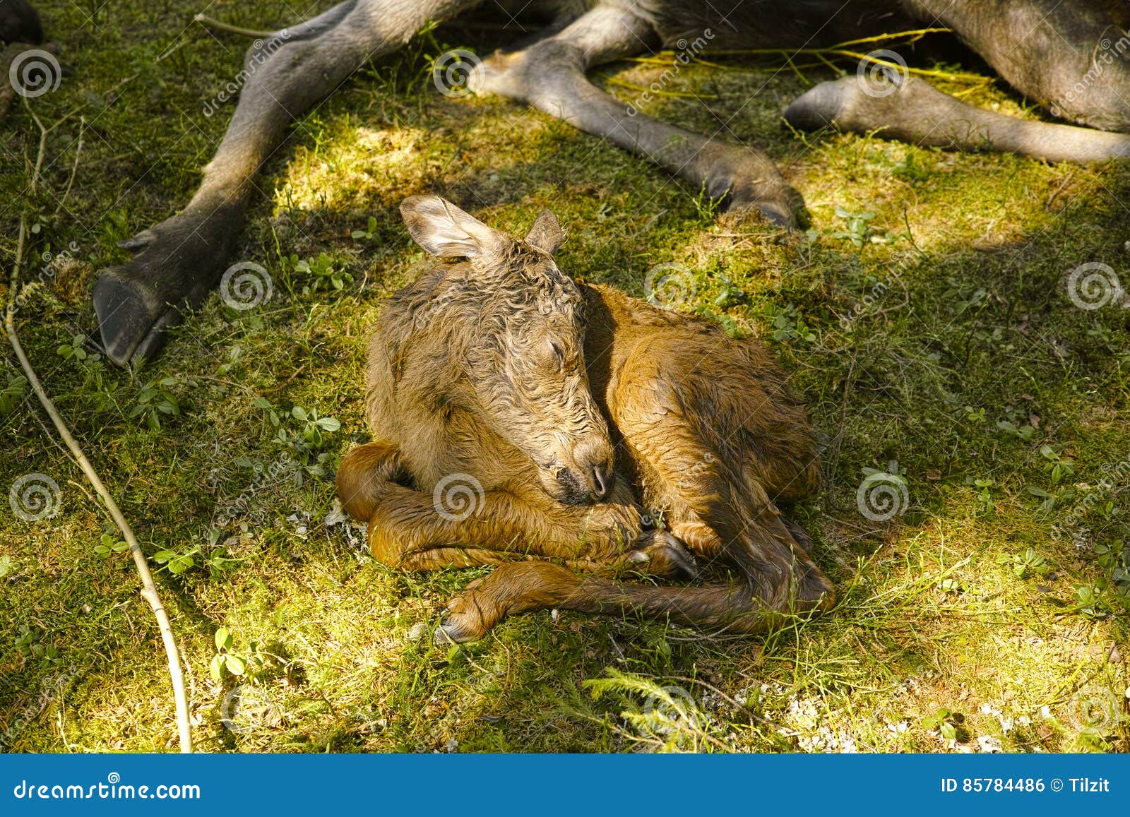 Sleeping Moose Calf at Yaksha Stock Photo - Image of tremble, newborn ...