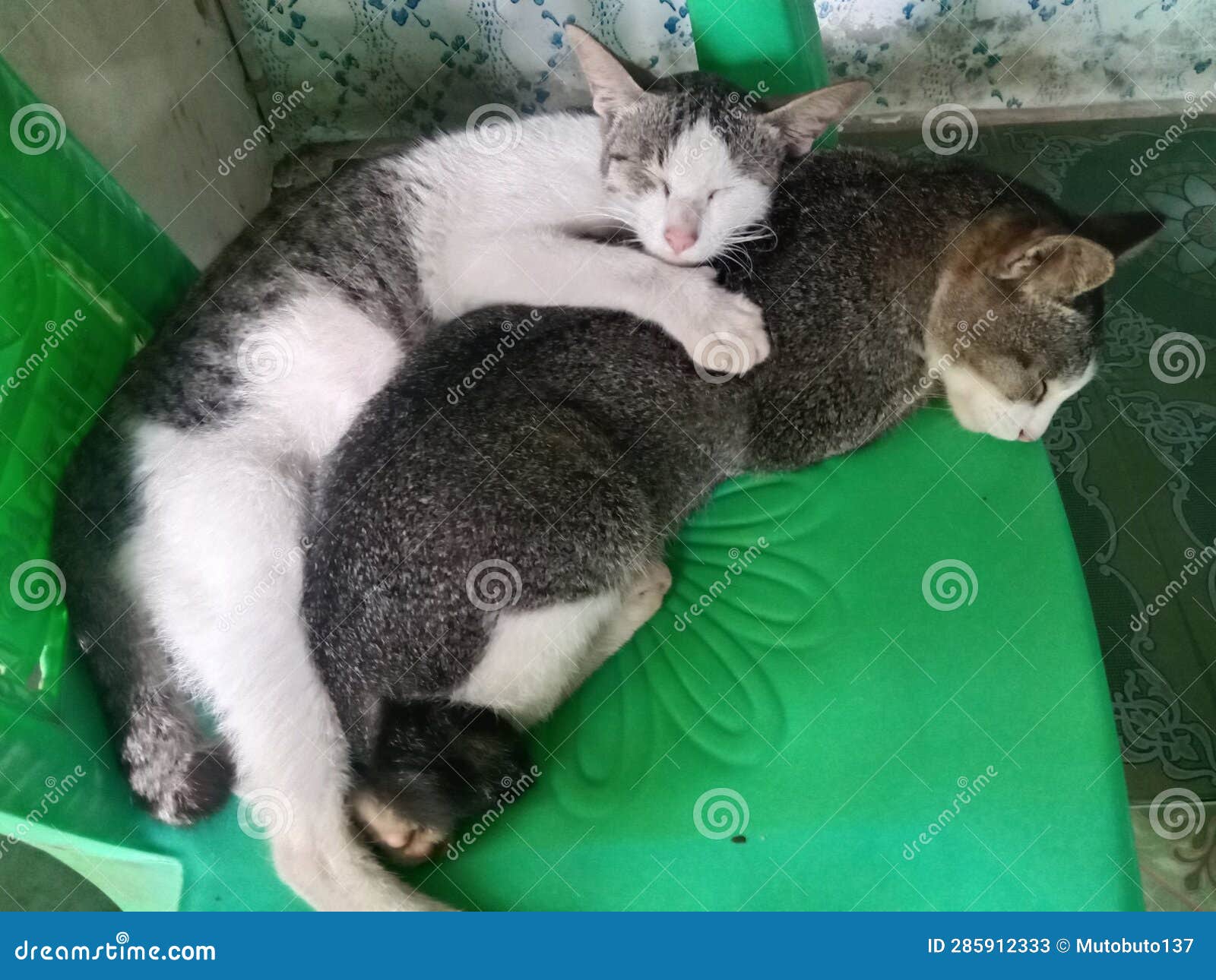 A Sleeping Mother Cat Hugging Her Grown Kittens Stock Image - Image of ...