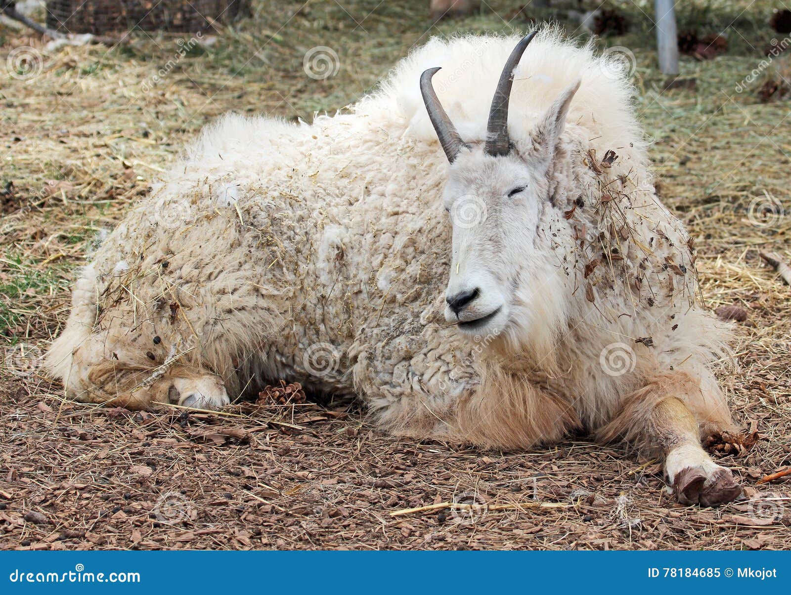 Sleeping mountain goat stock image. Image of beauty, white - 78184685