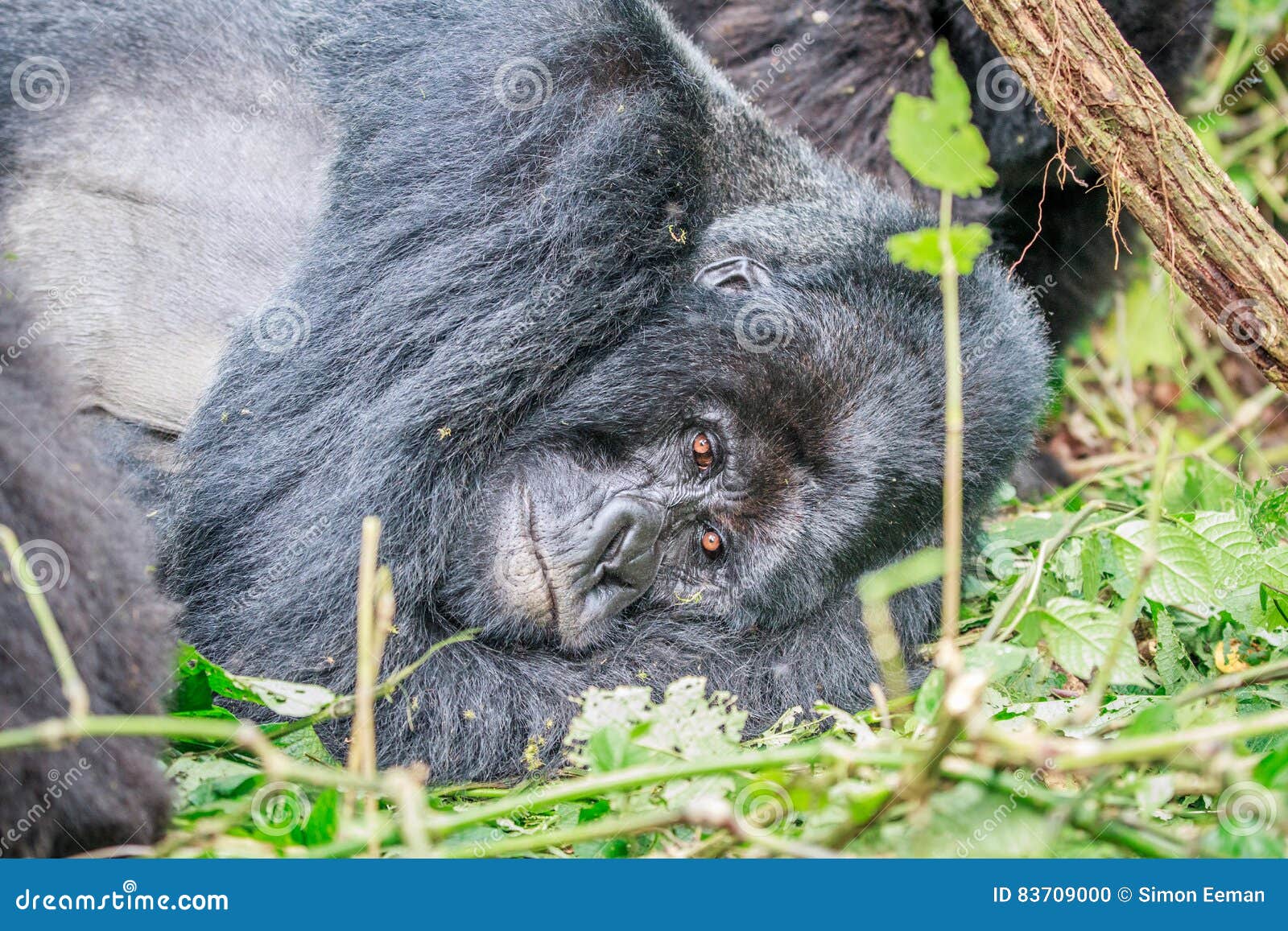 Sleeping Mountain gorilla. stock photo. Image of back - 83709000
