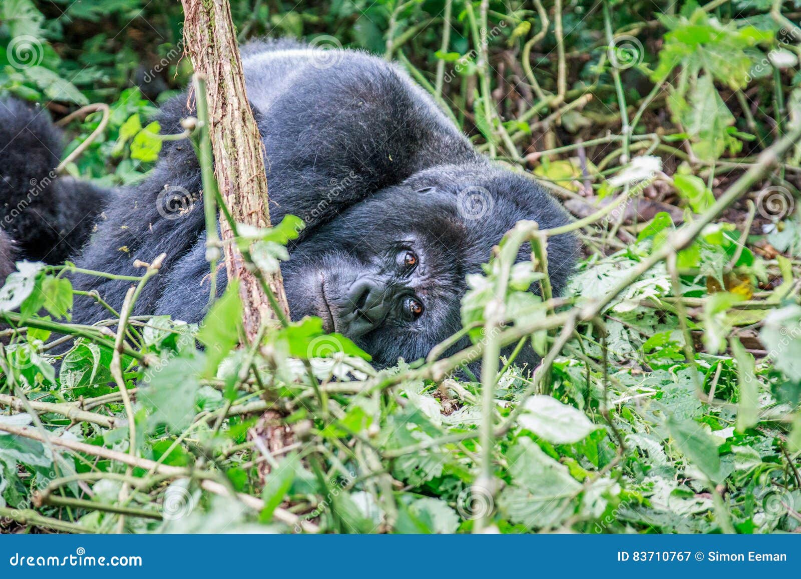 Sleeping Mountain gorilla. stock image. Image of congo - 83710767