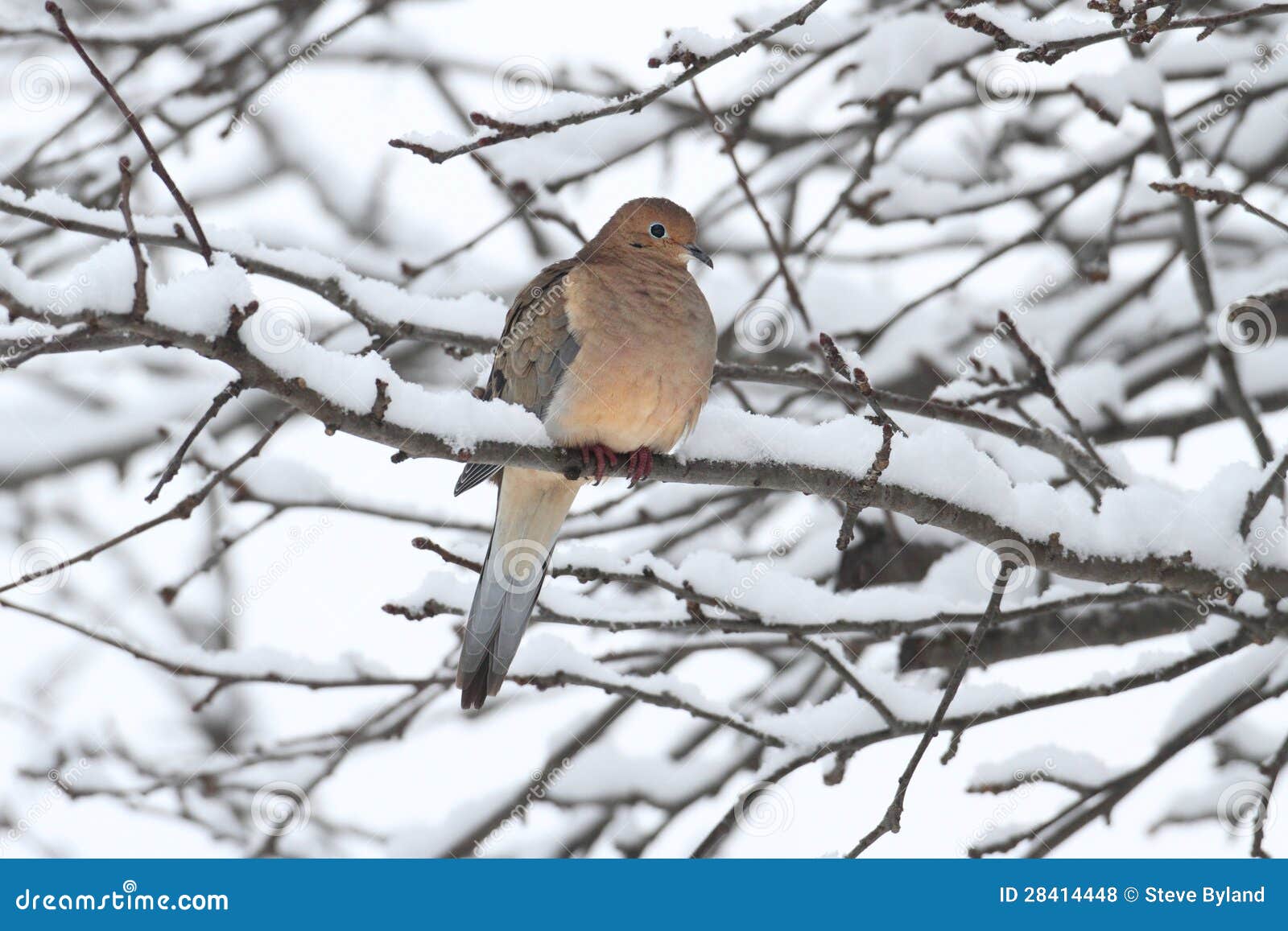 Sleeping Mourning Dove in Snow Stock Photo - Image of nature, snow ...