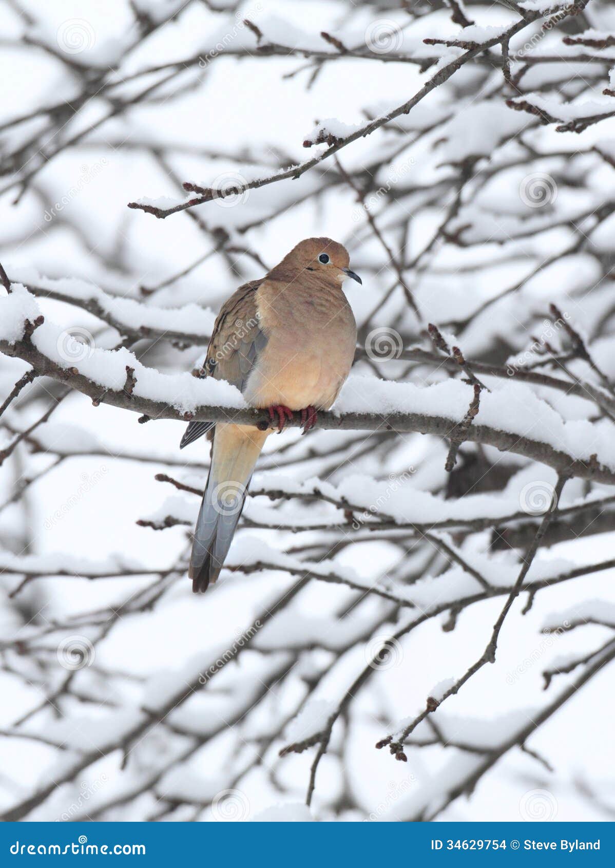 Sleeping Mourning Dove in Snow Stock Photo - Image of zenaida, dove ...