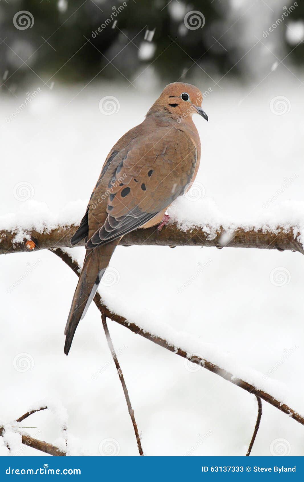 Sleeping Mourning Dove in Snow Stock Image - Image of wildlife, storm ...