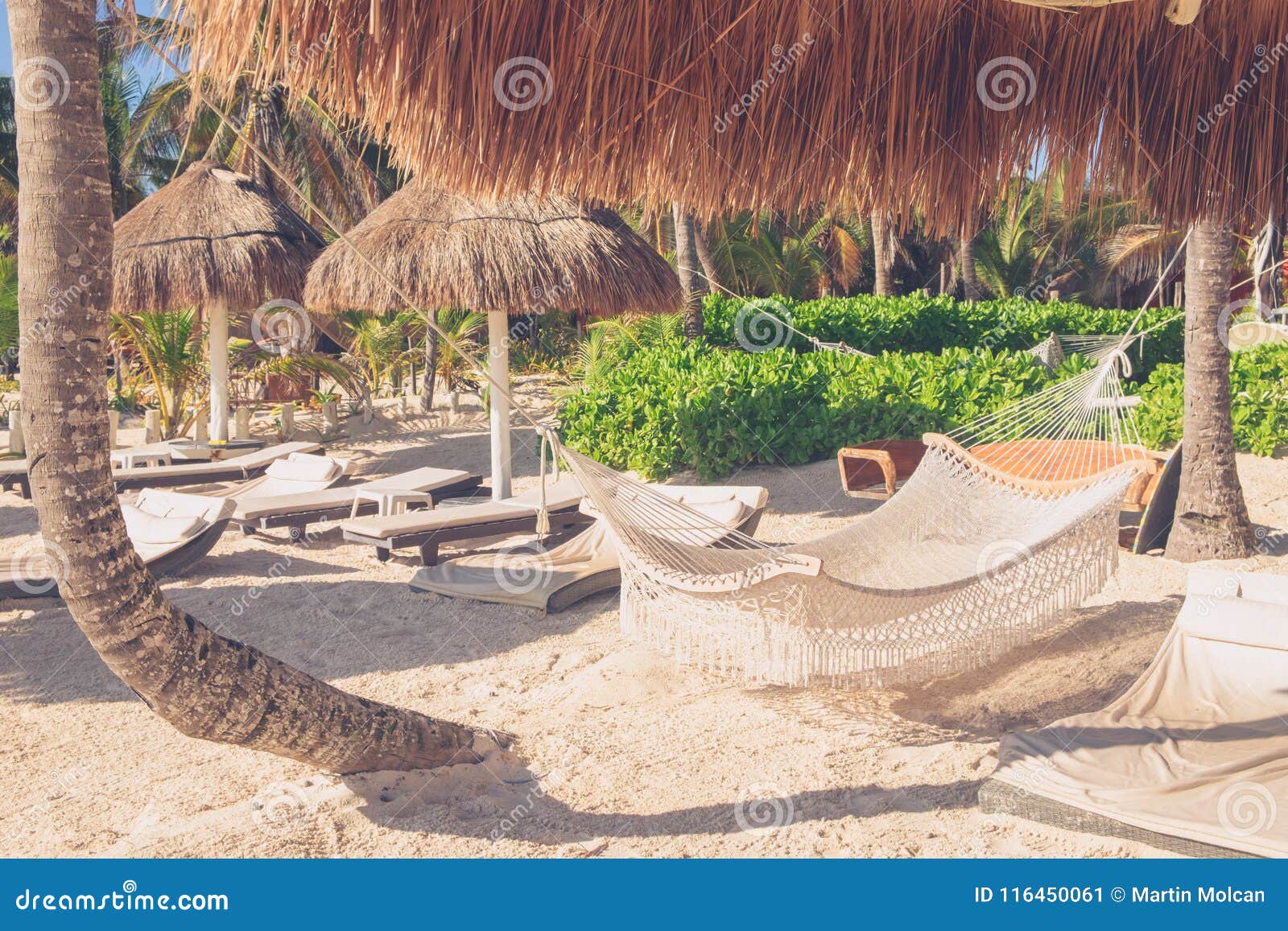 Sleeping Net Hanging between Palm Trees on the Beach Stock Image ...