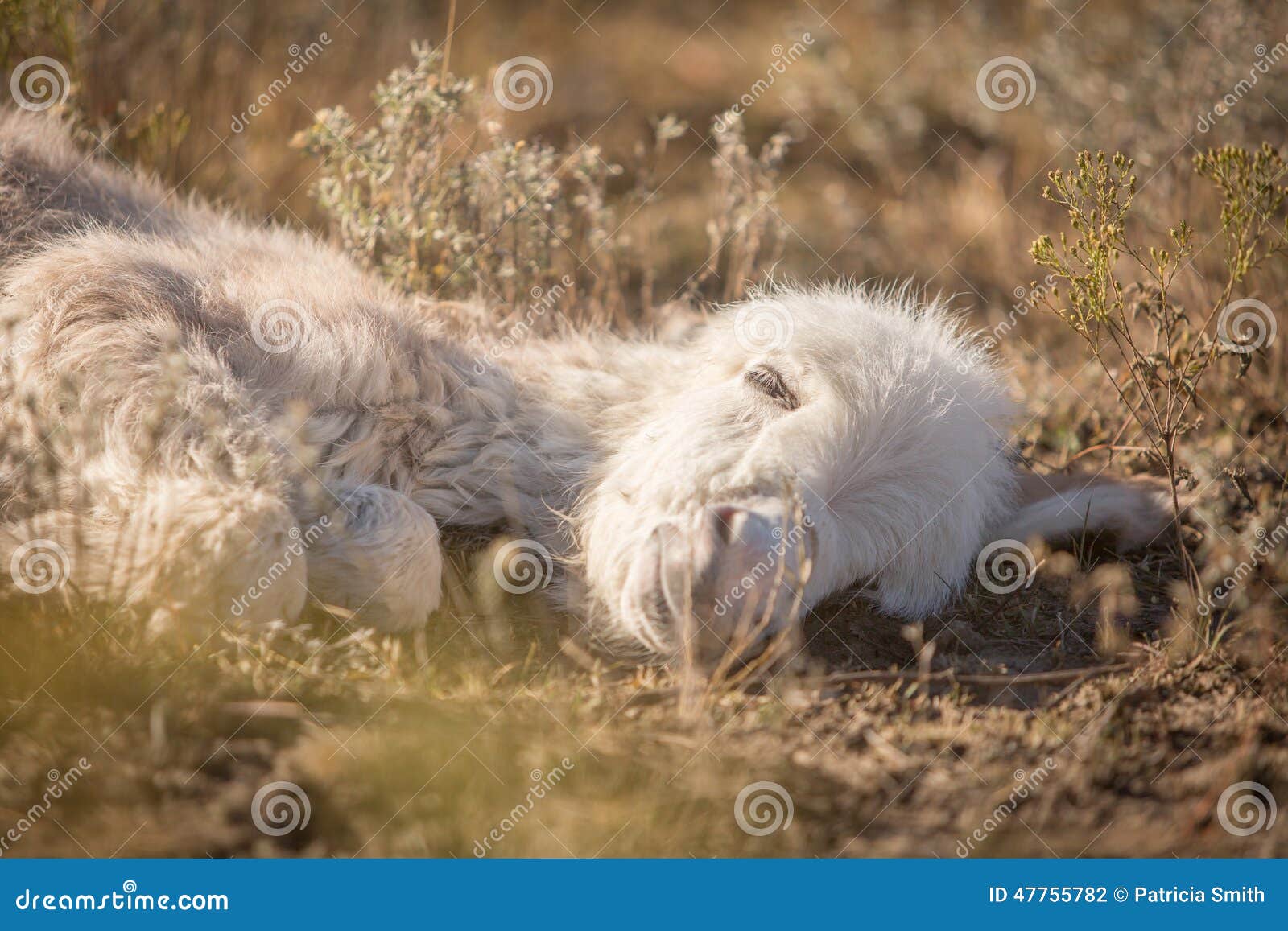 Sleeping Newborn Baby Miniature Donkey Closeup Stock Photo - Image of ...