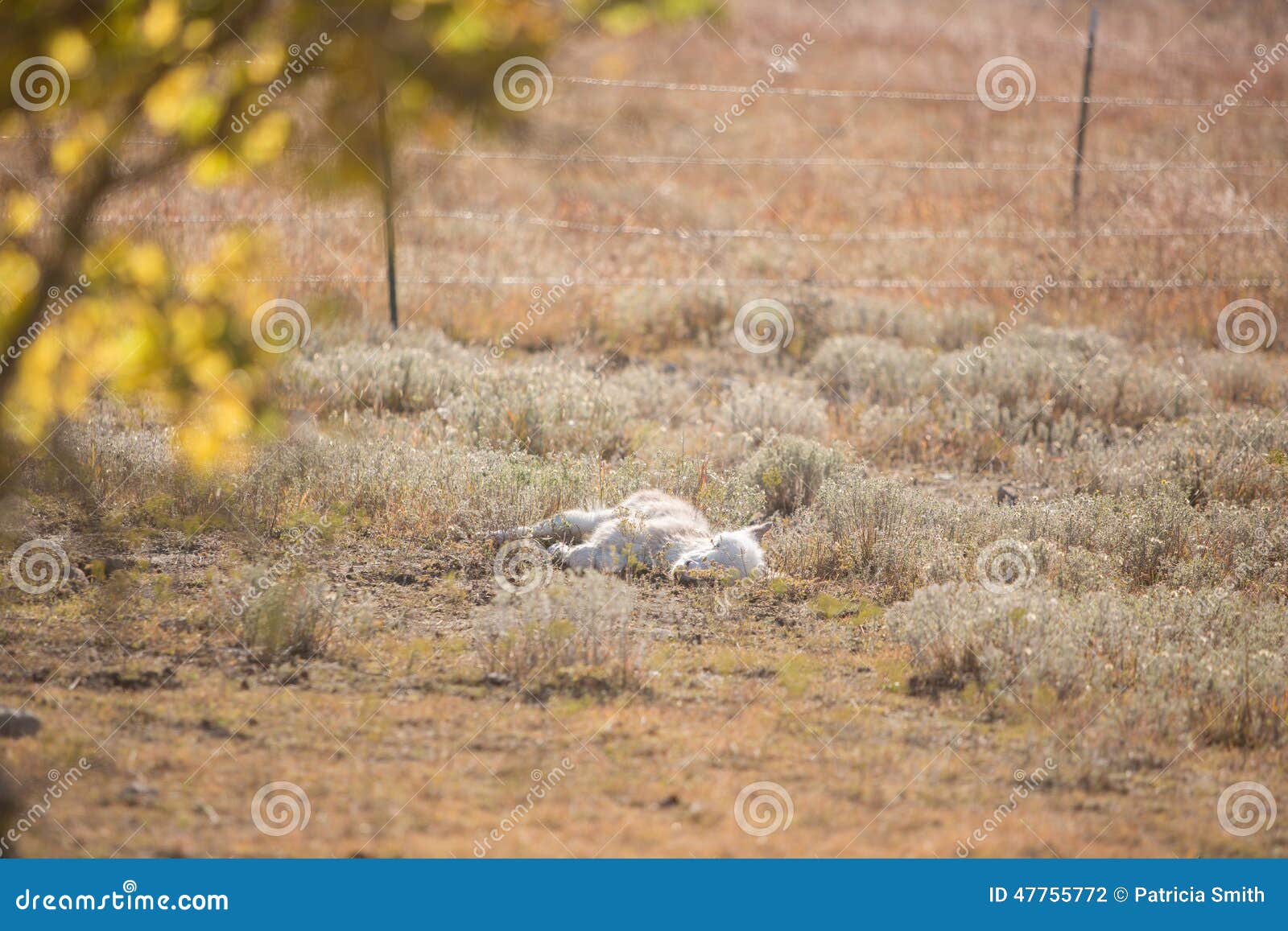 Sleeping Newborn Baby Miniature Donkey Stock Photo - Image of sleeping ...